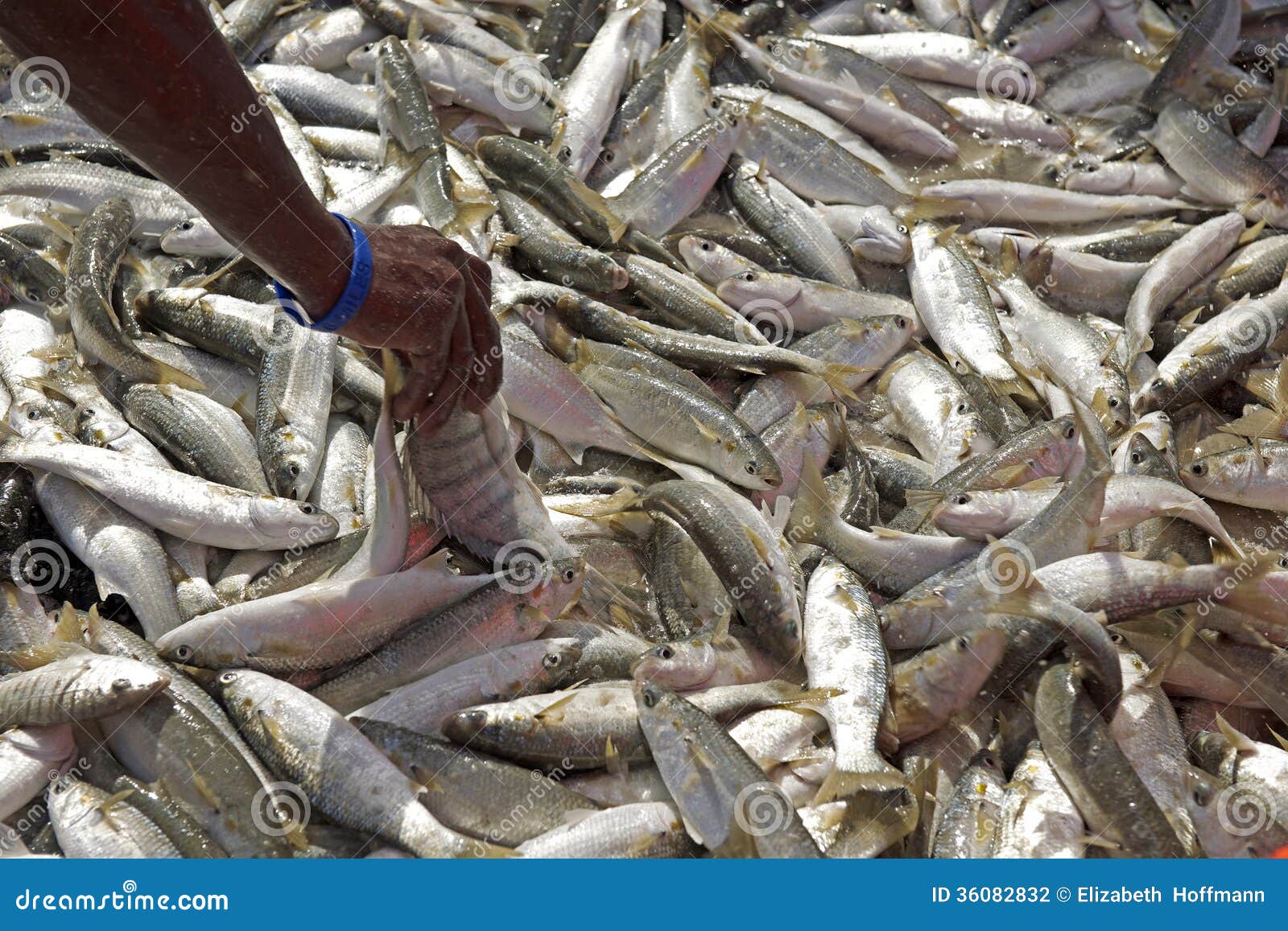 Fish caught in nets stock photo. Image of hand, outdoor - 36082832