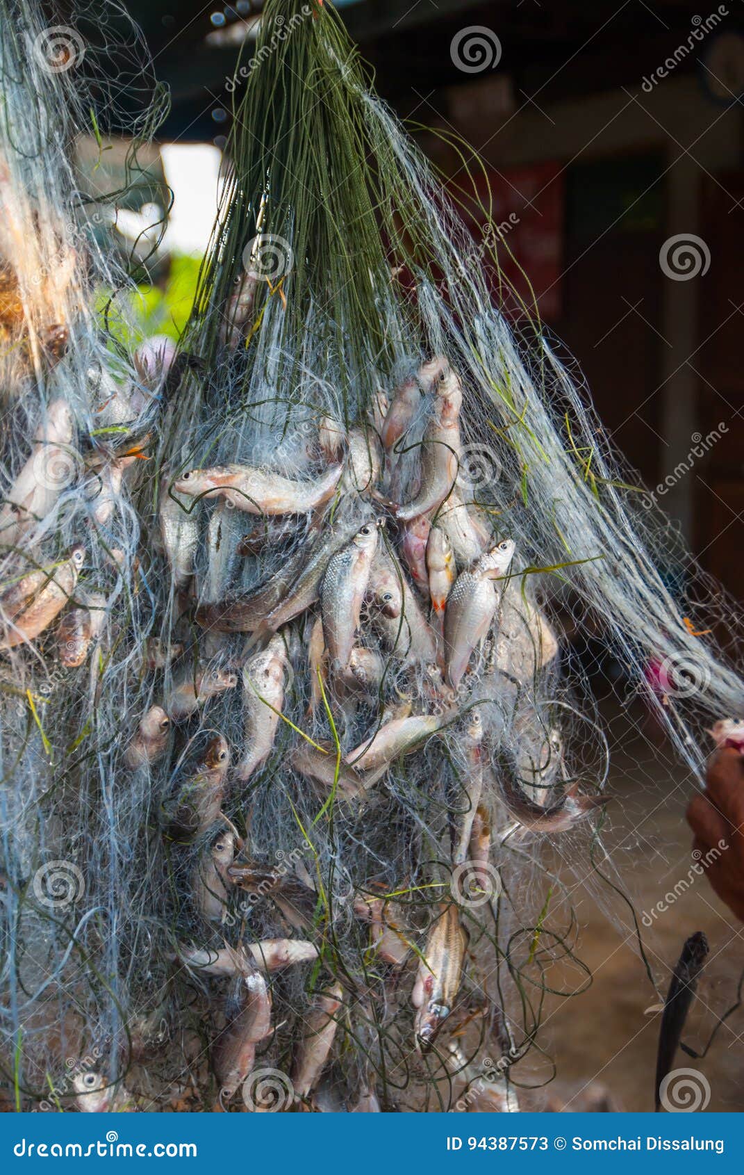Fish caught in the nets stock image. Image of algae, food - 94387573
