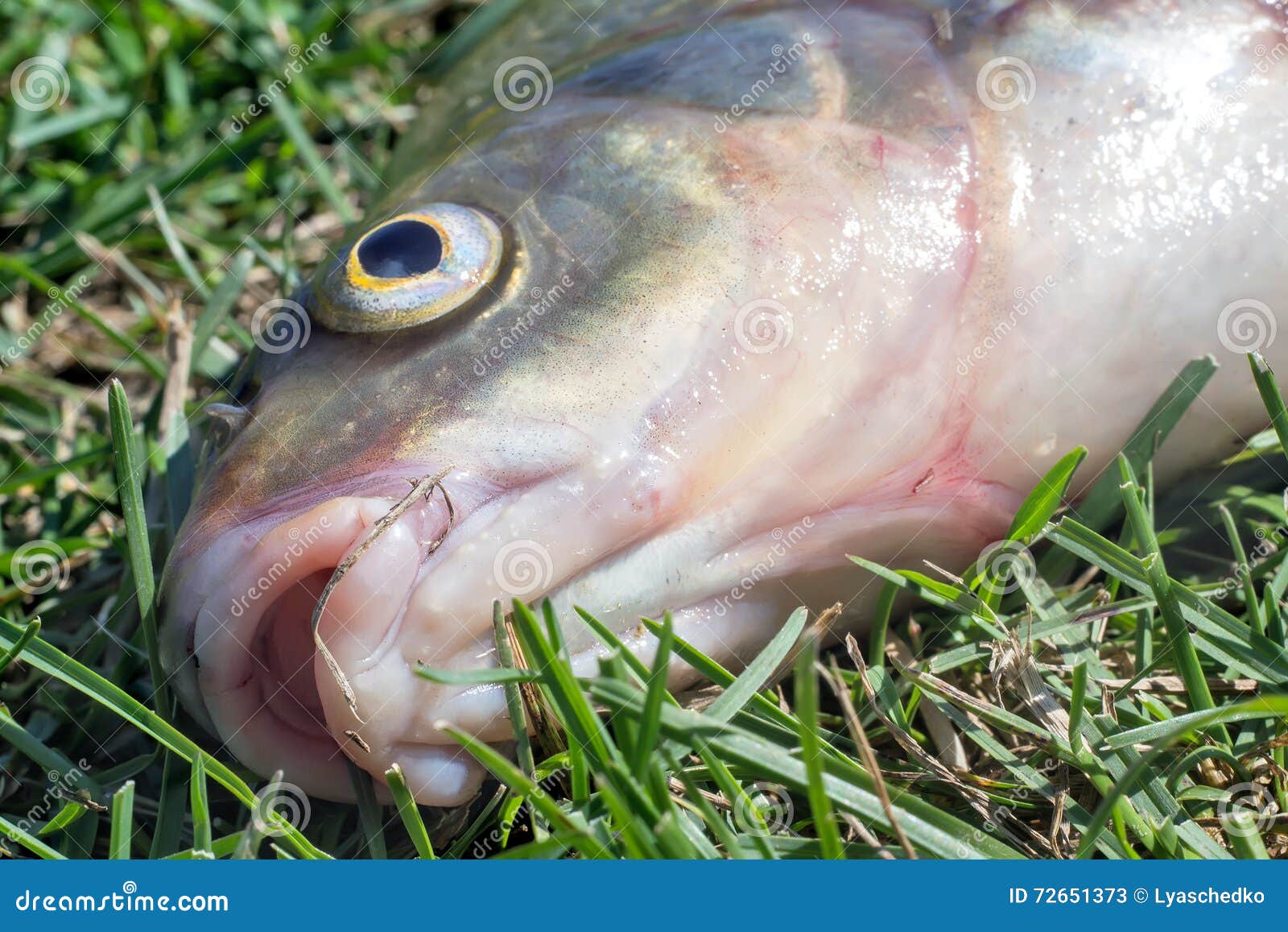 Fish Caught in the River, Lying on the Grass.. Stock Image - Image of ...