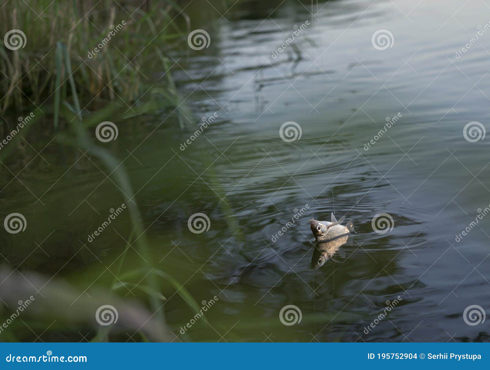 A Fish Caught in a River Peeps Stock Photo - Image of river, peeps ...