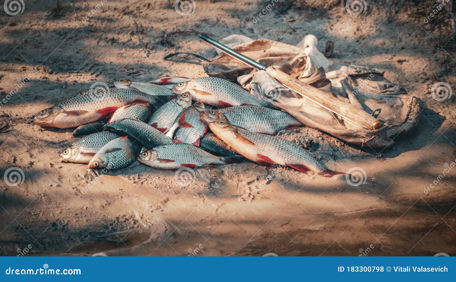 Fish caught on rod tenkara stock photo. Image of release - 183300798