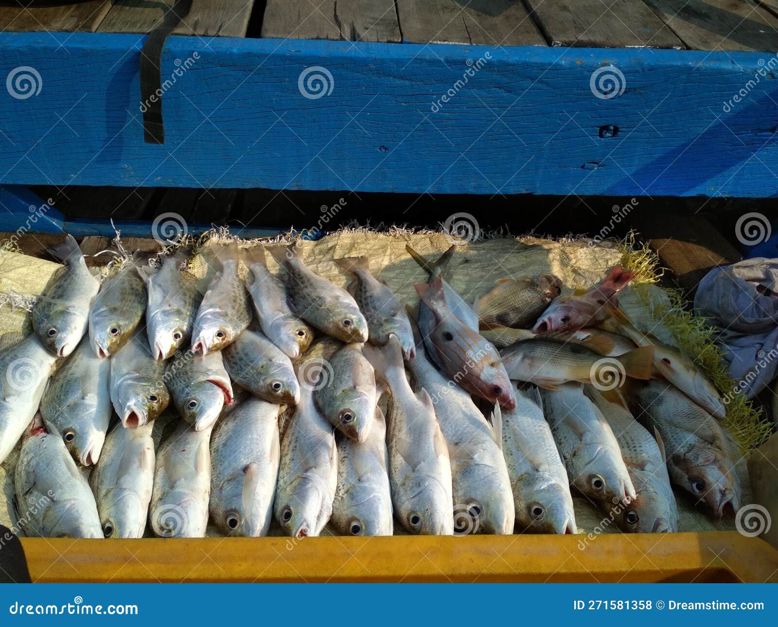 Fish caught in the sea stock photo. Image of fish, fotografi - 271581358