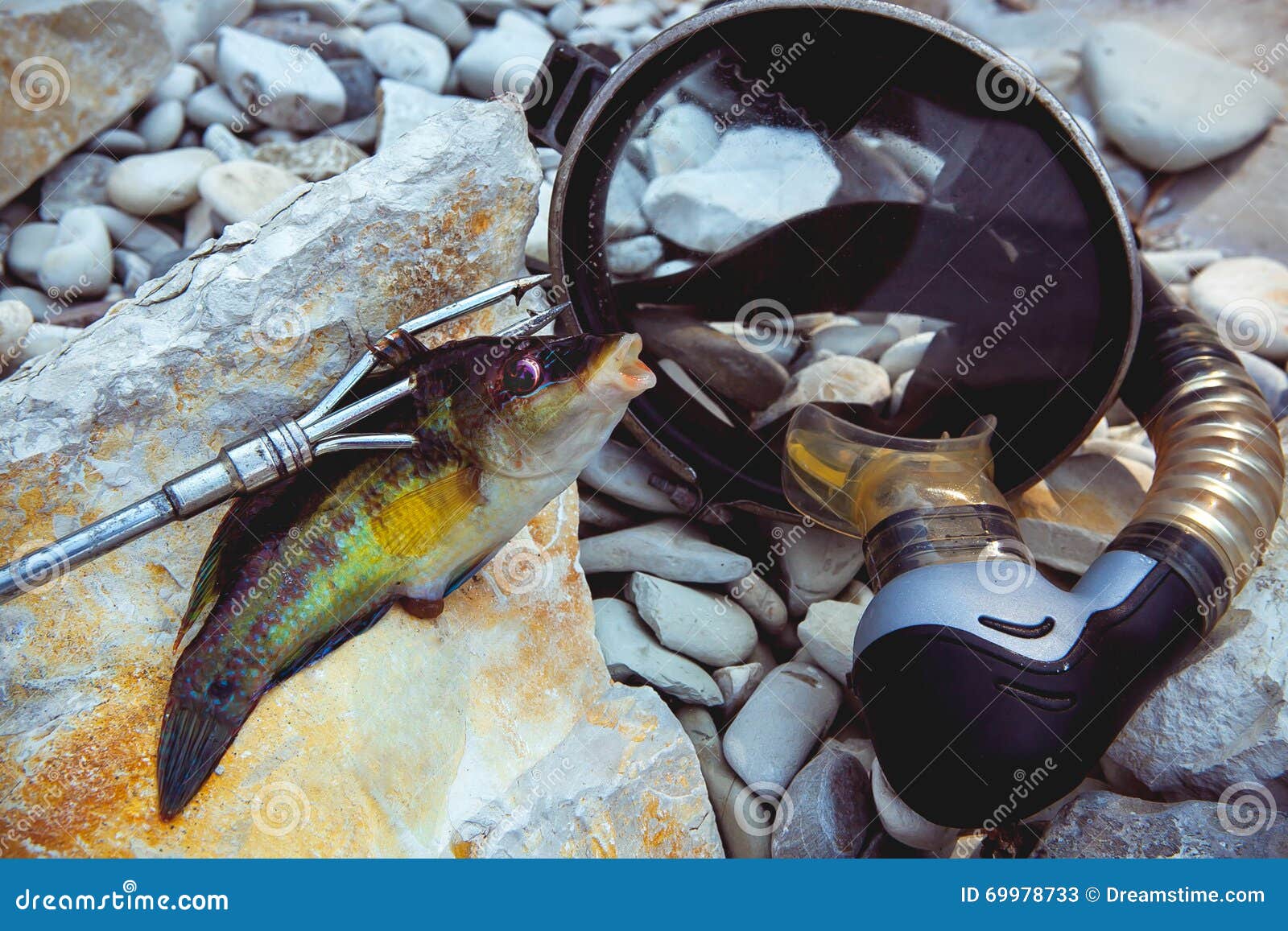 Fish caught on a spear gun stock image. Image of hunting - 69978733