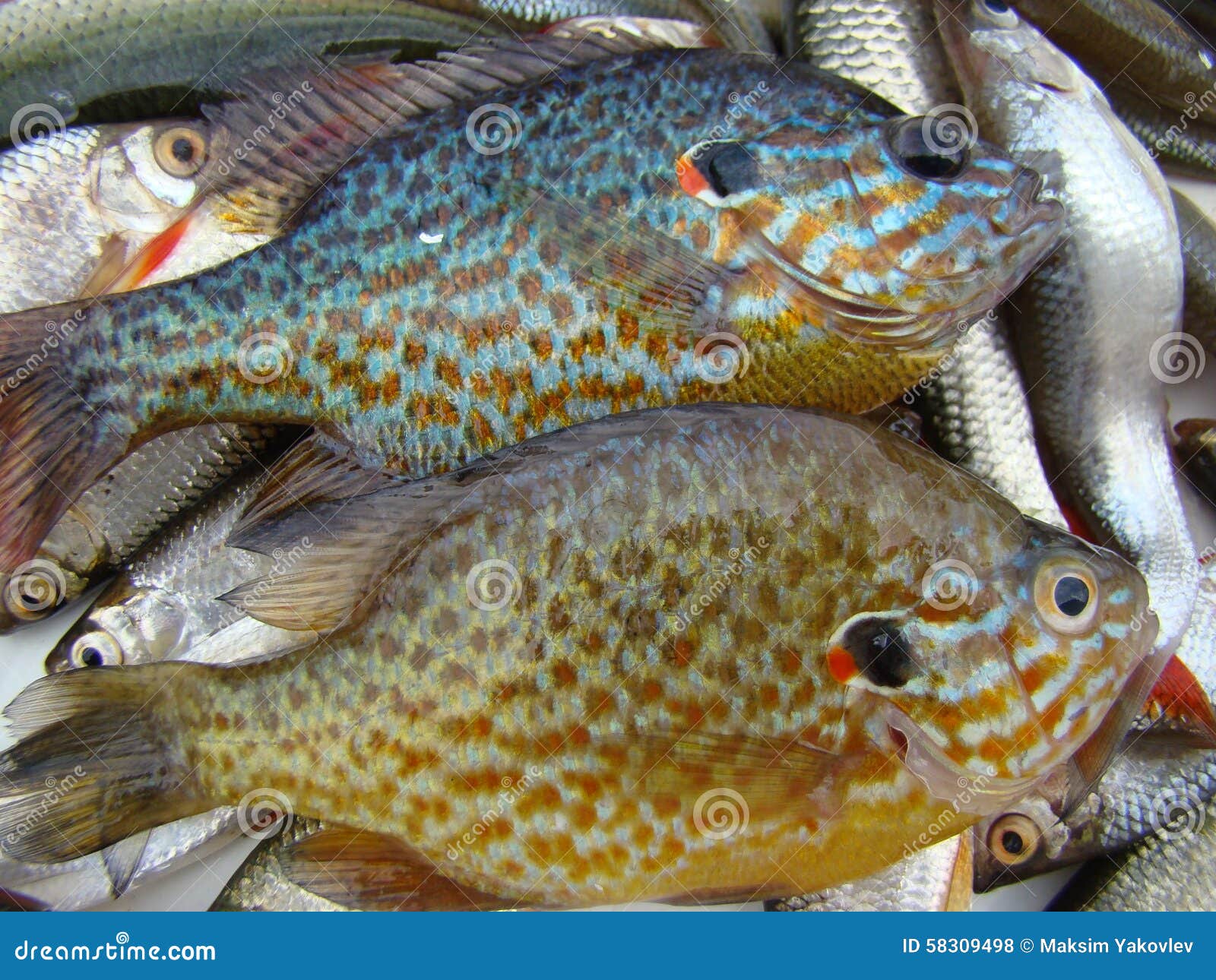Fish stock photo. Image of fish, tilapia, diet, roach - 58309498