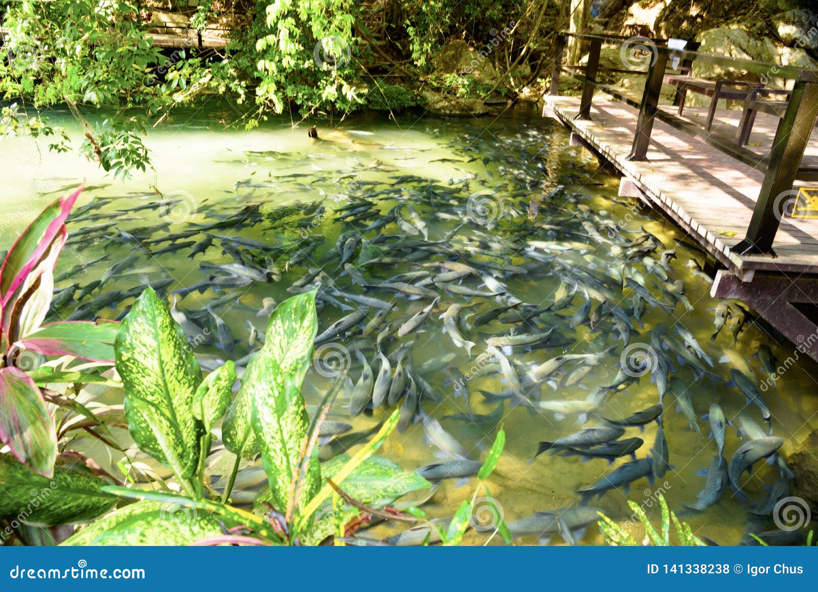 Fish Cave in Thailand . Pai Stock Photo - Image of tham, swimming ...