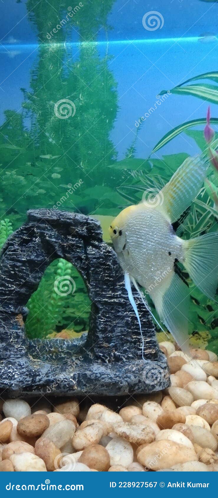 Fish cave underwater stock image. Image of gravel, fish - 228927567