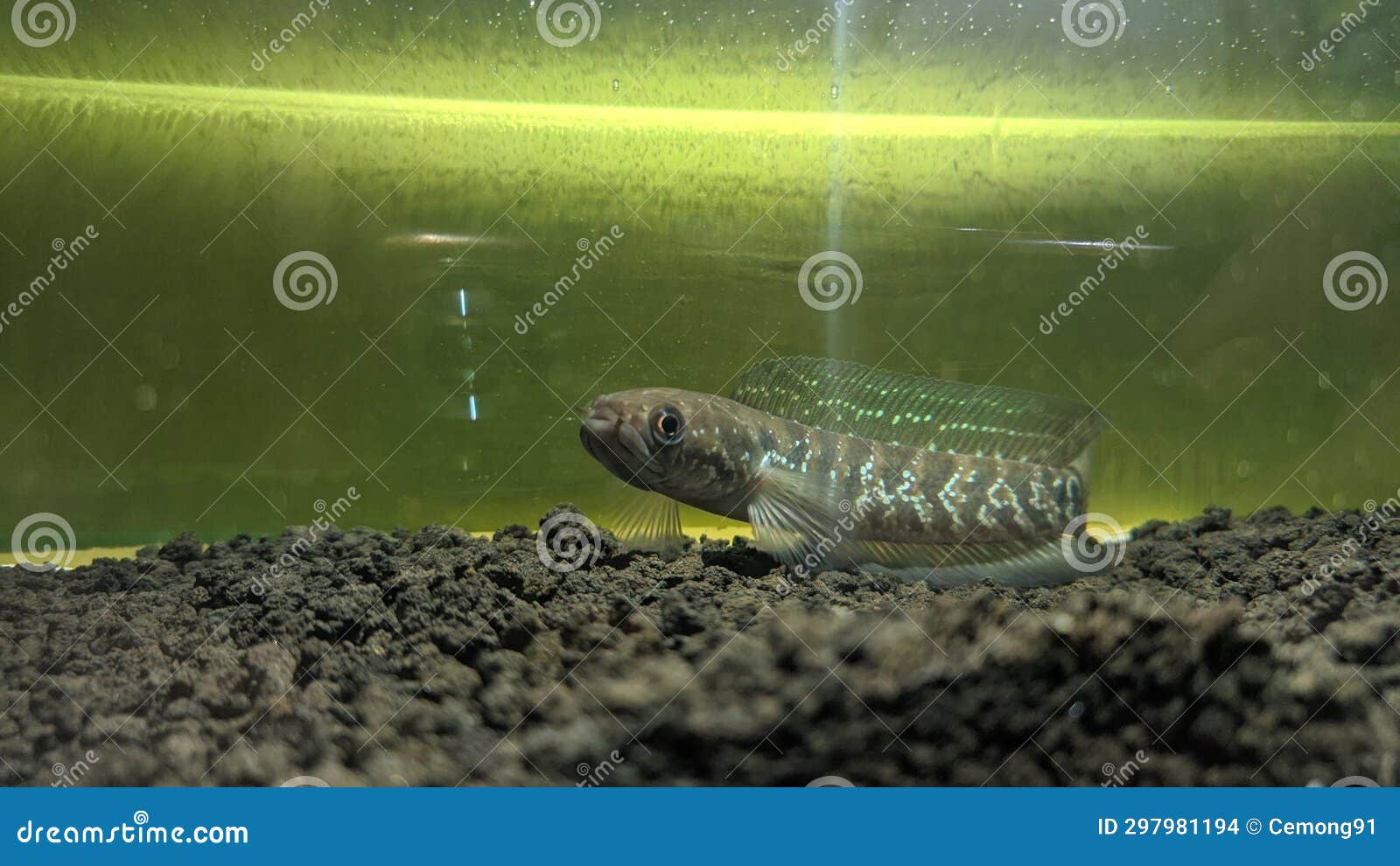 Fish chana stock photo. Image of vegetables, chili, grow - 297981194