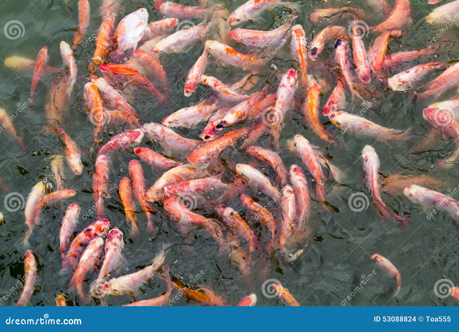 Fish are chasing food stock photo. Image of goldfish - 53088824
