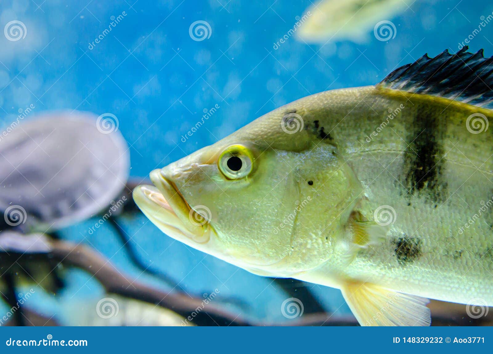Fish cichla stock photo. Image of bass, exotic, aquarium - 148329232