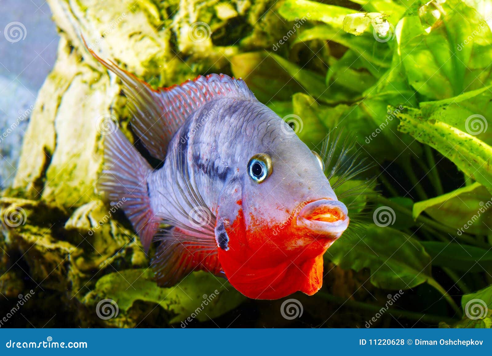 Blue Cichlasoma Regani Vieja Regani, Also Known As The Herichthys ...