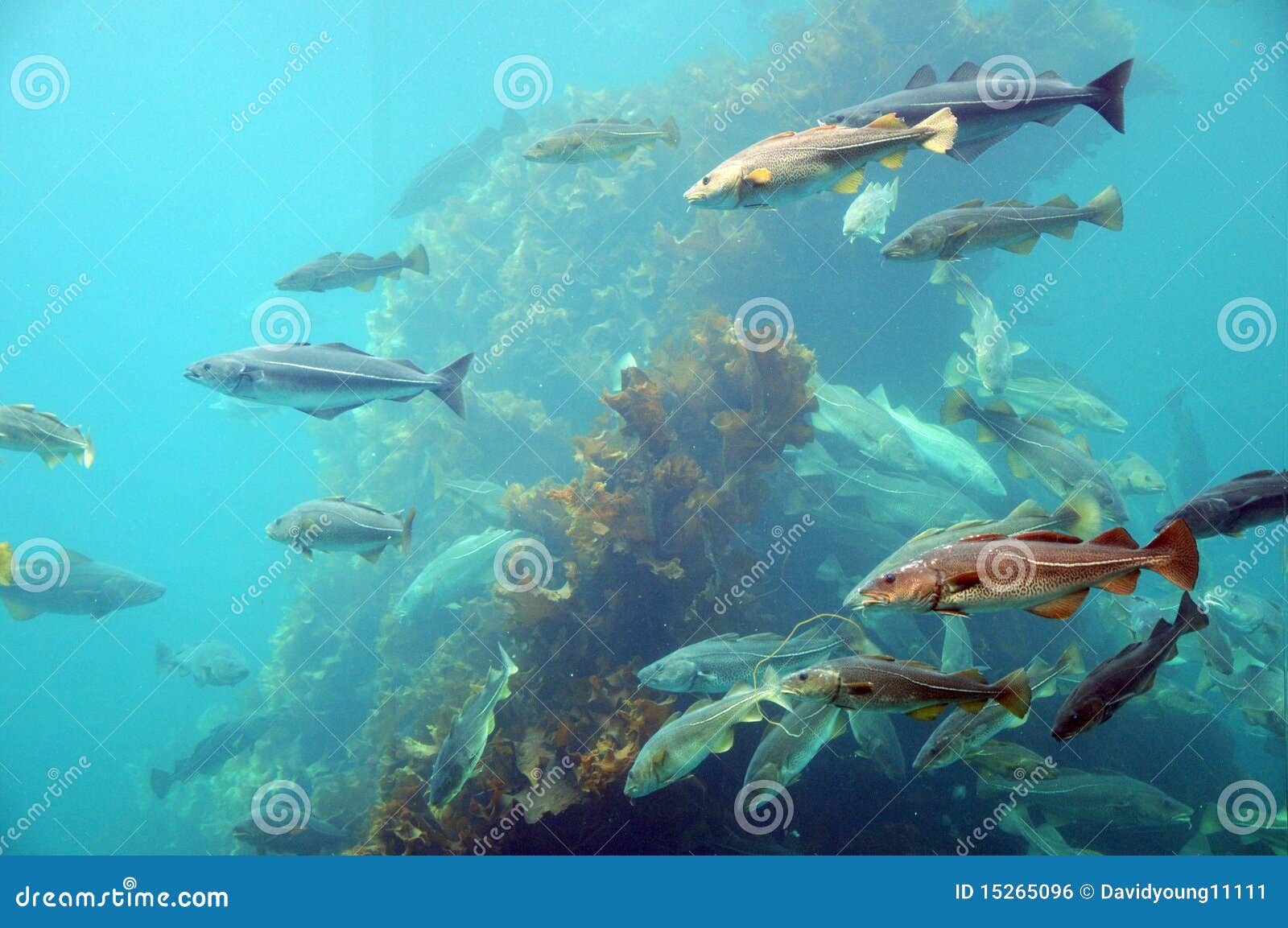 Fish Circling, Atlantic Sea Park, Norway Stock Photo - Image of ...