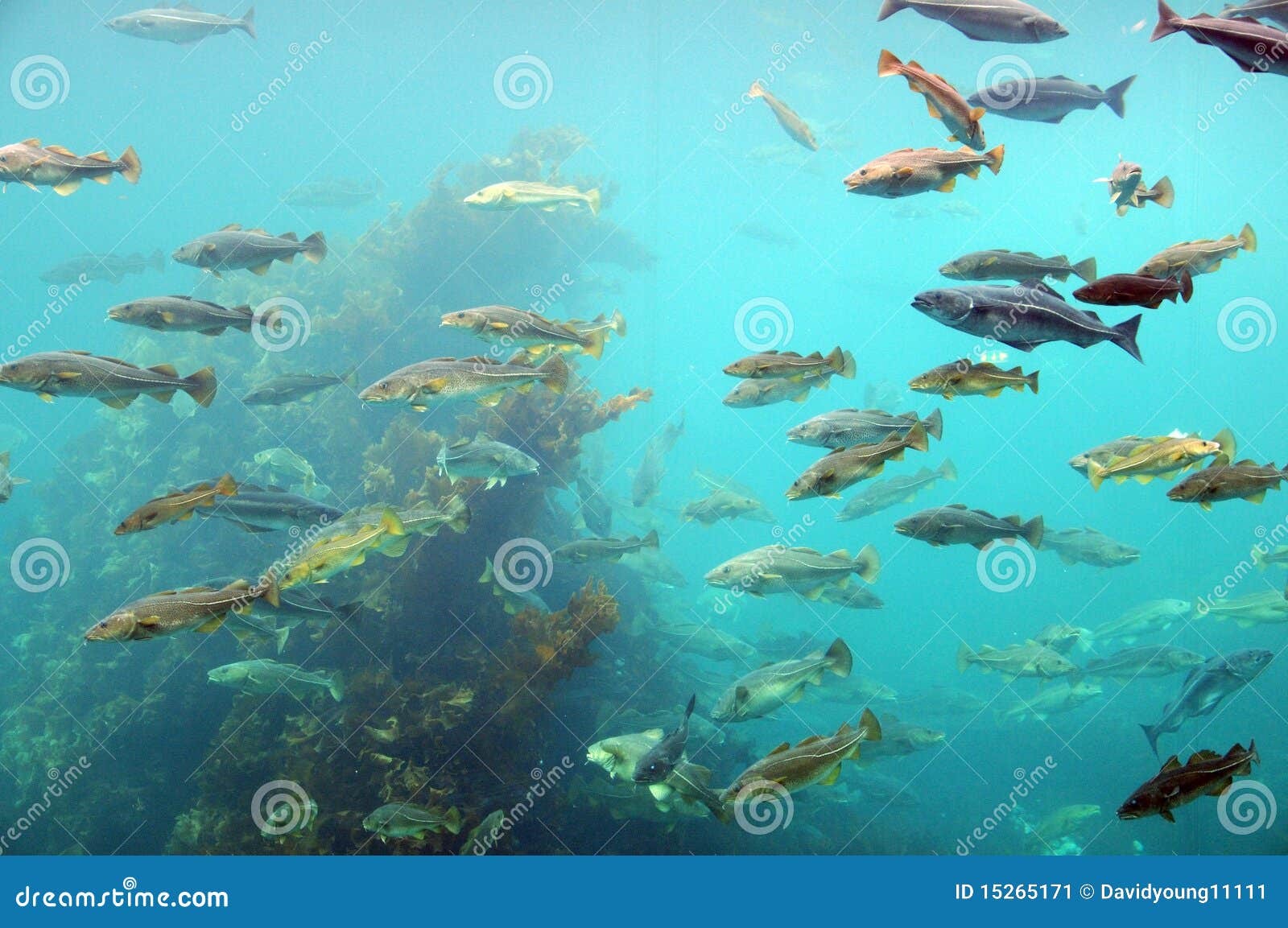 Fish Circling, Atlantic Sea Park, Norway Stock Image - Image of ...
