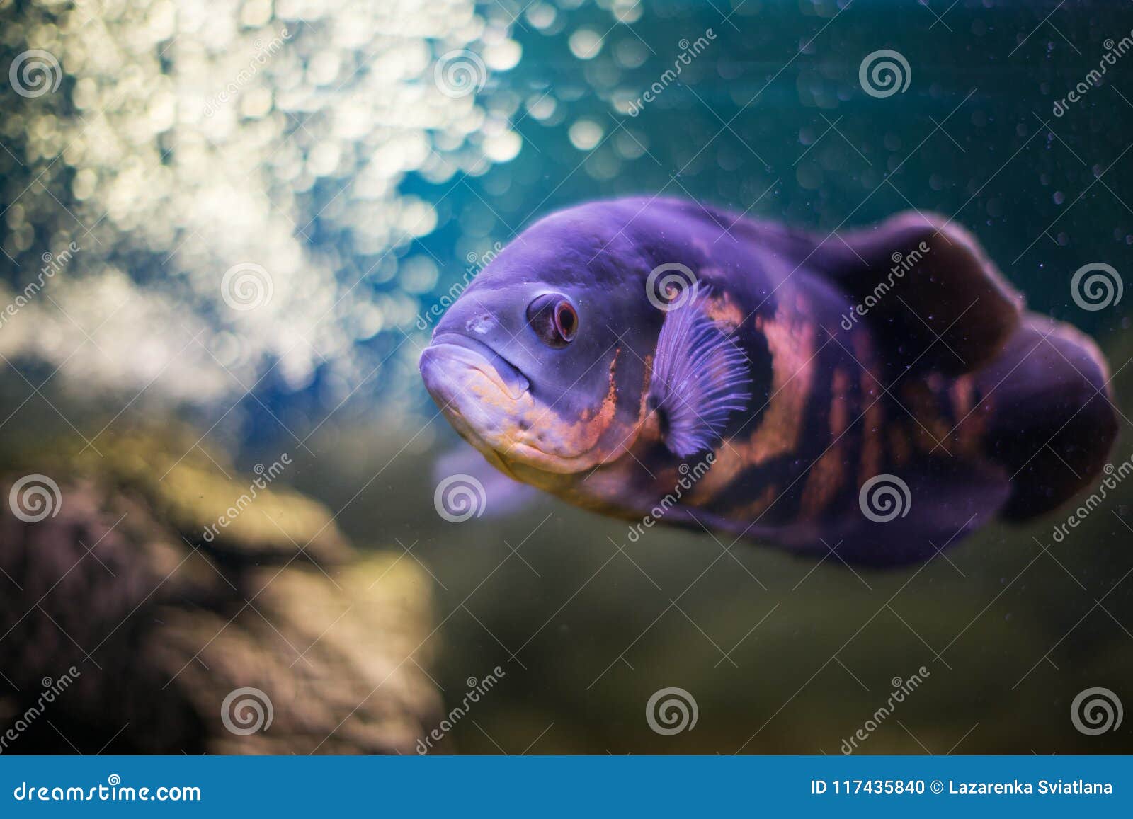Fish of the Class of Percid Stock Photo - Image of amazonian, life ...