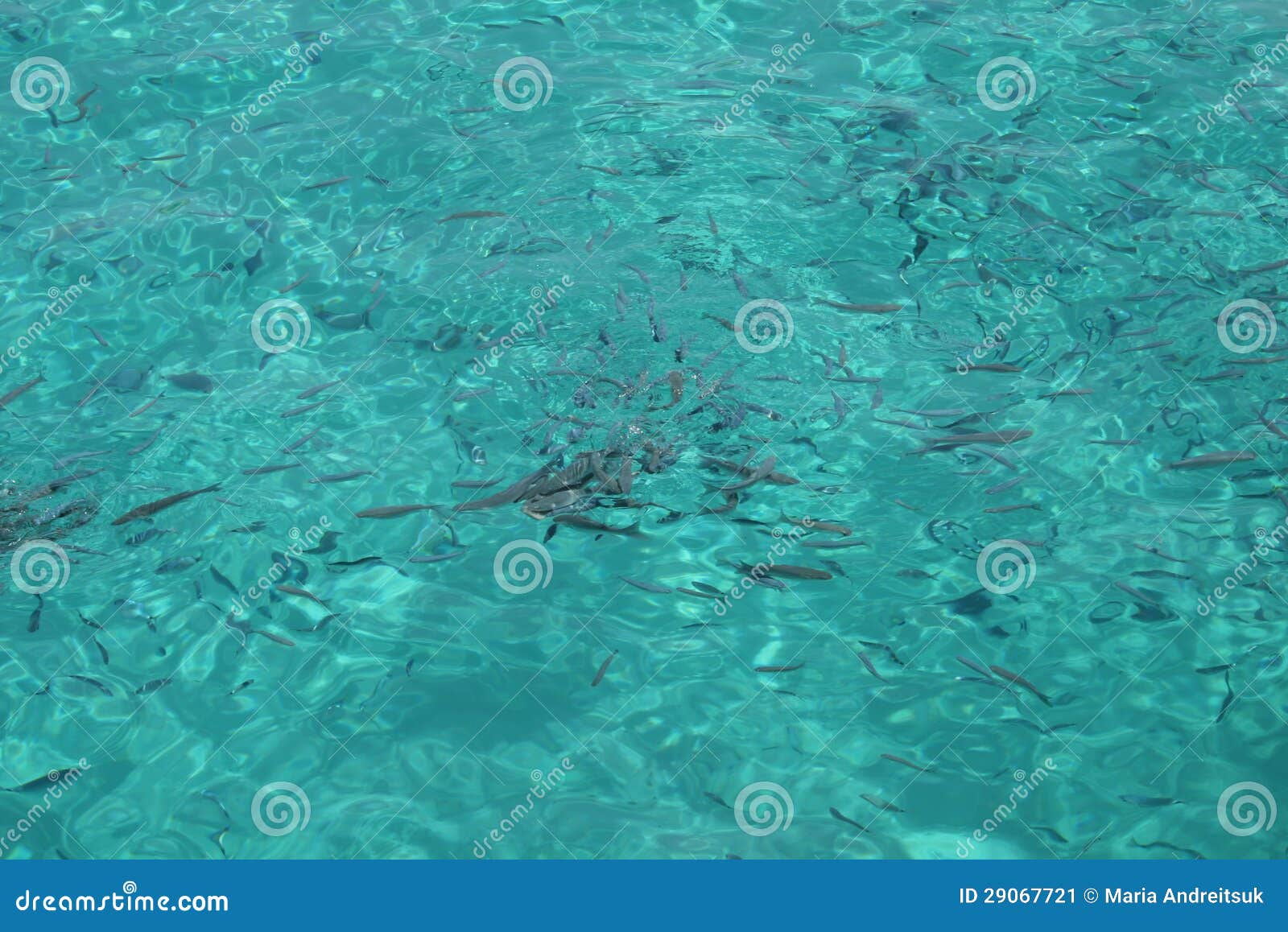 Fish in clear blue water stock image. Image of sand, colorfull - 29067721