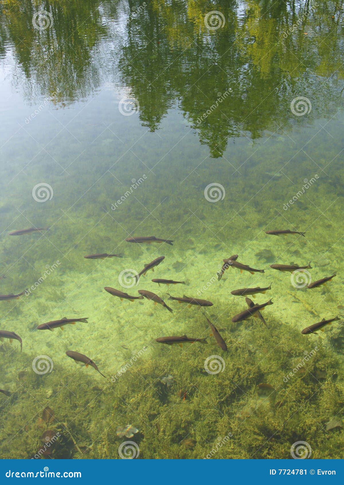 Fish in clear lake stock image. Image of tranquil, lake - 7724781