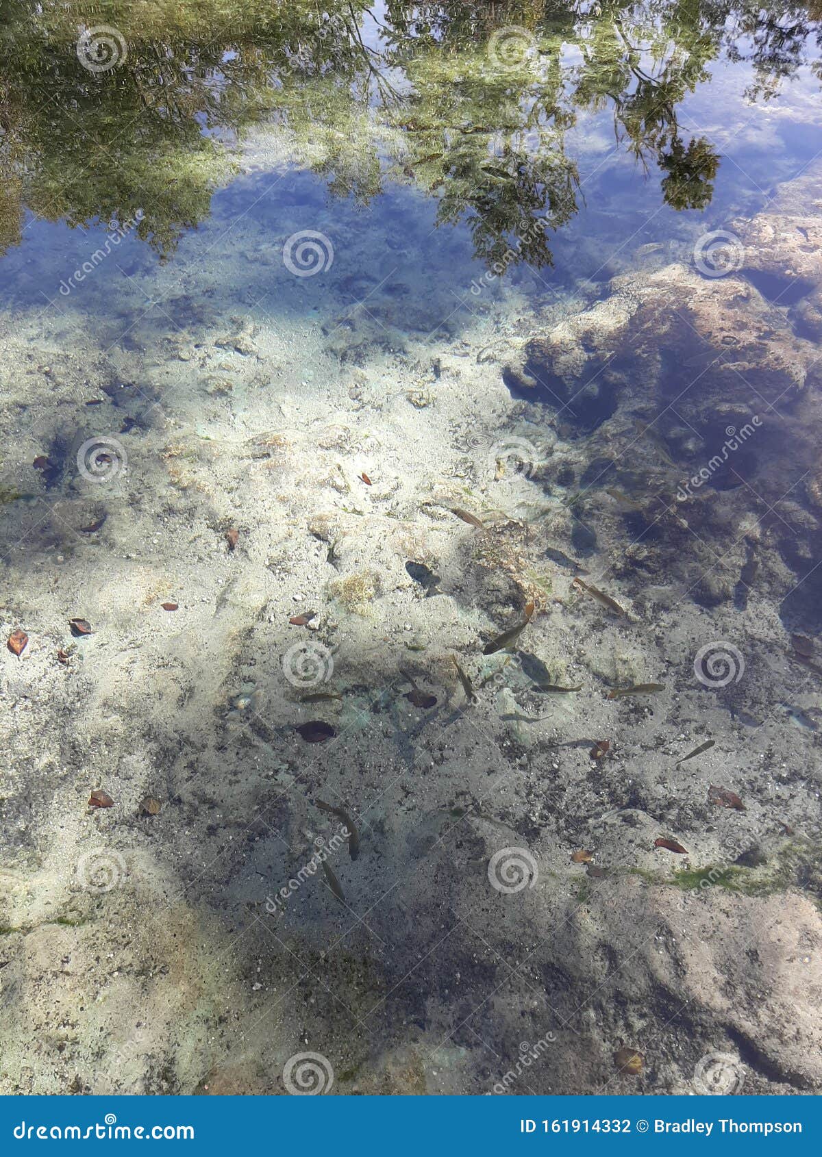 Fish in clear spring water stock photo. Image of clear - 161914332