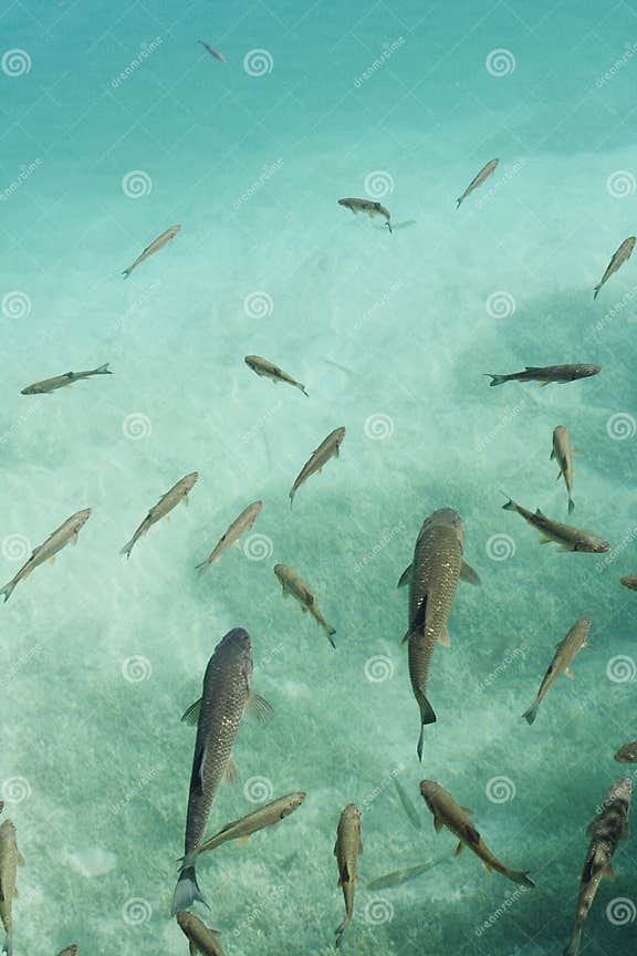 Fish in clear water stock image. Image of nature, lake - 20868825