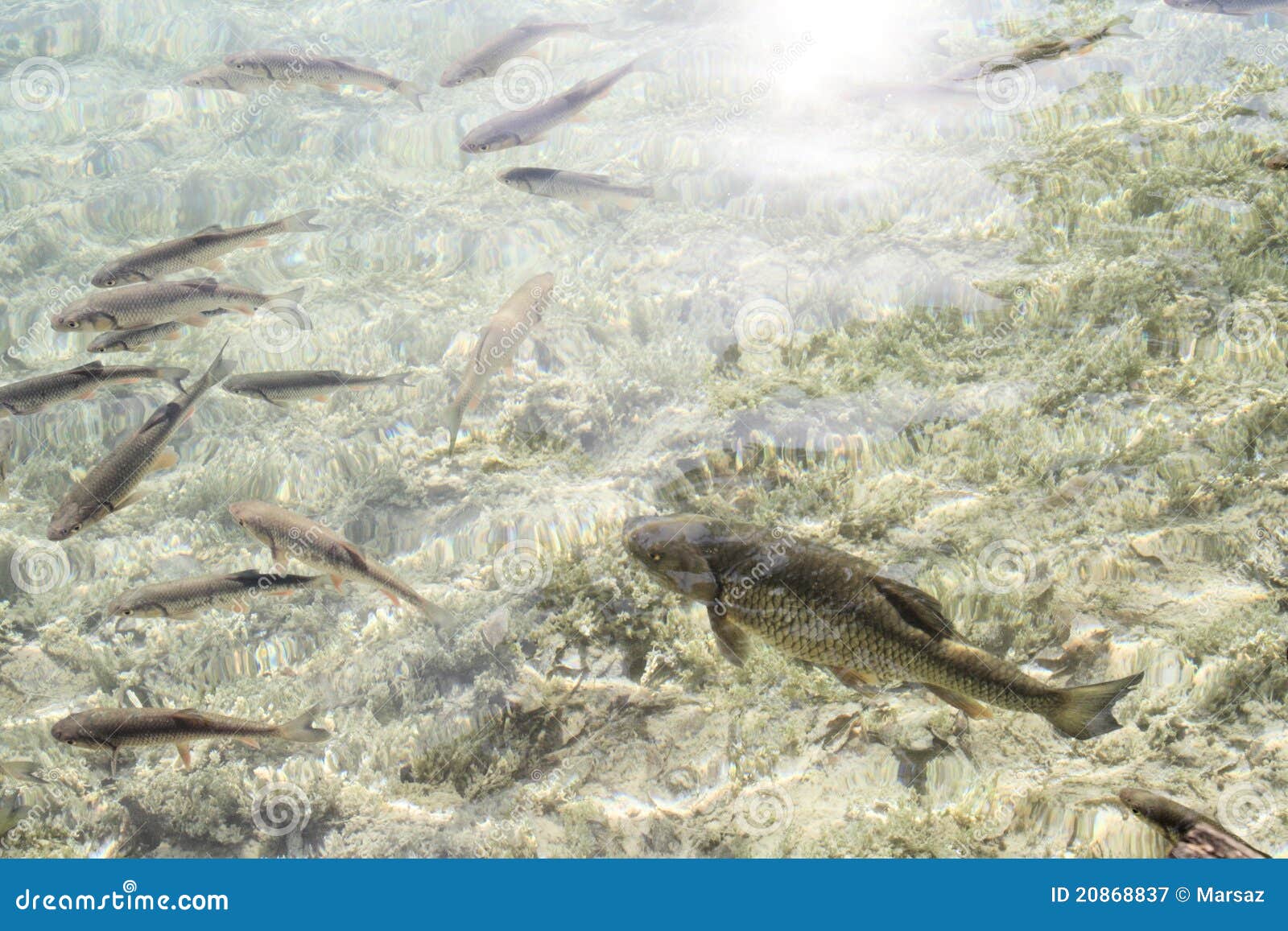 Fish in clear water stock image. Image of life, underwater - 20868837