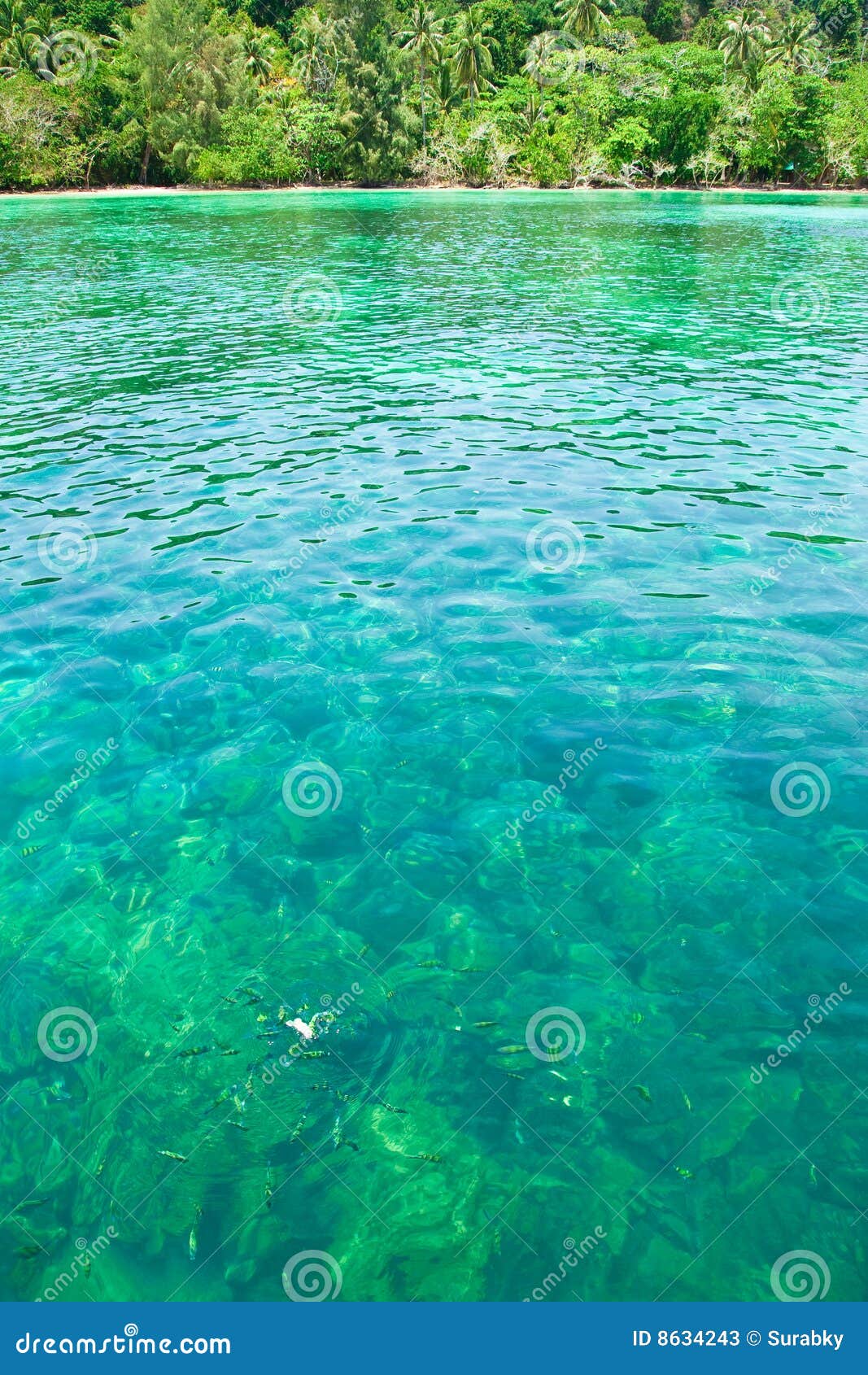 Fish in clear water. stock image. Image of dusk, greece - 8634243