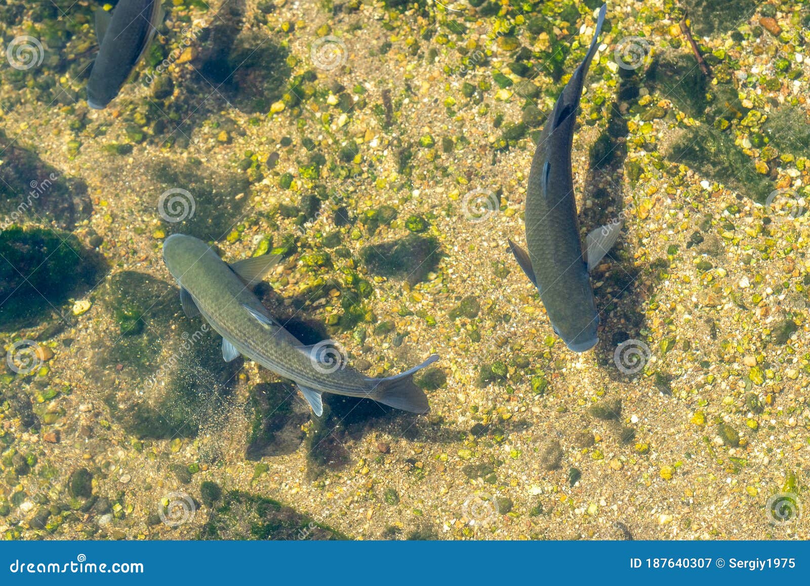 Fish in Clear Water Close Up Top View Stock Image - Image of farm ...