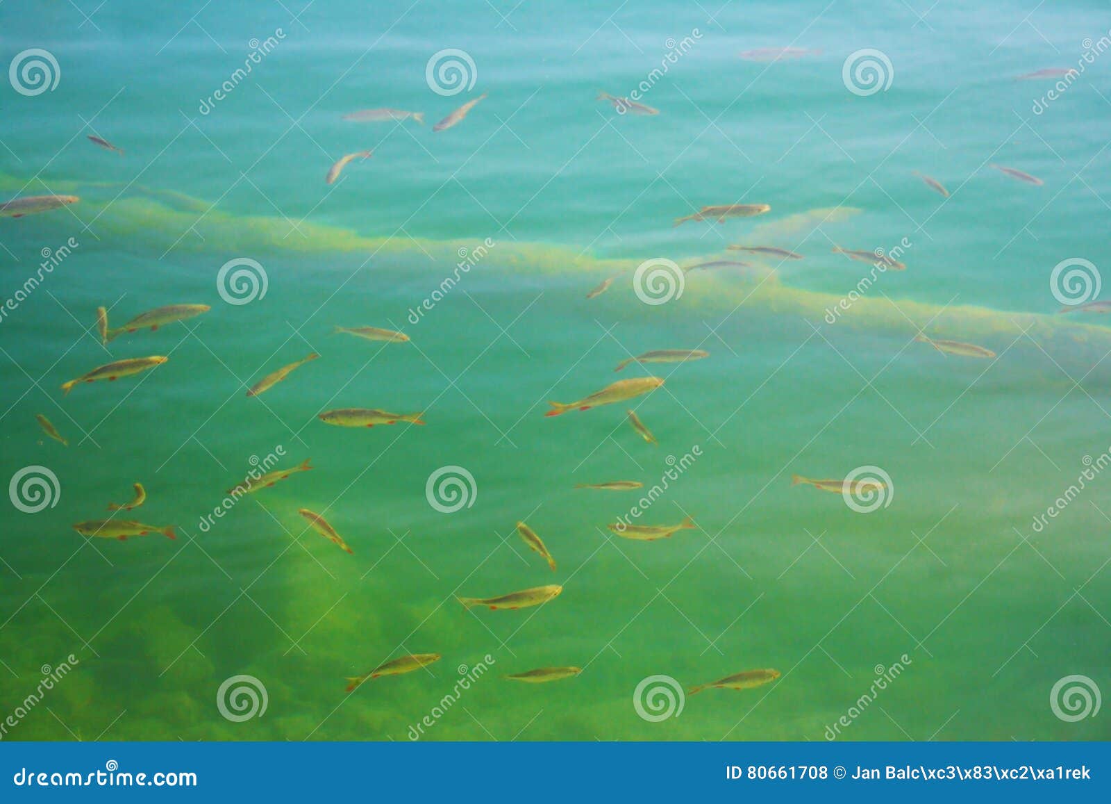Fish in clear water stock photo. Image of blue, beauty - 80661708