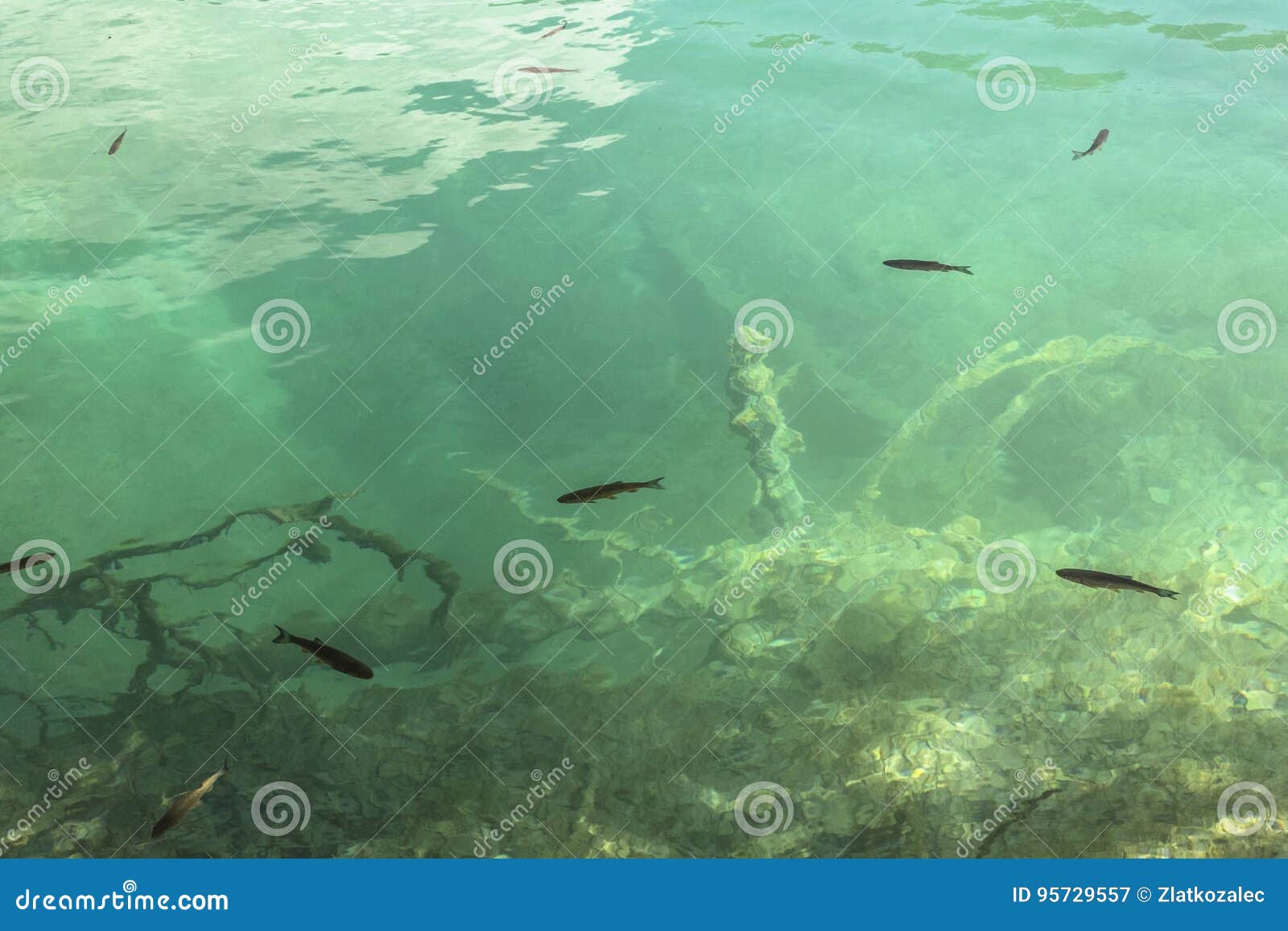 Fish in clear water stock image. Image of fish, outdoor - 95729557