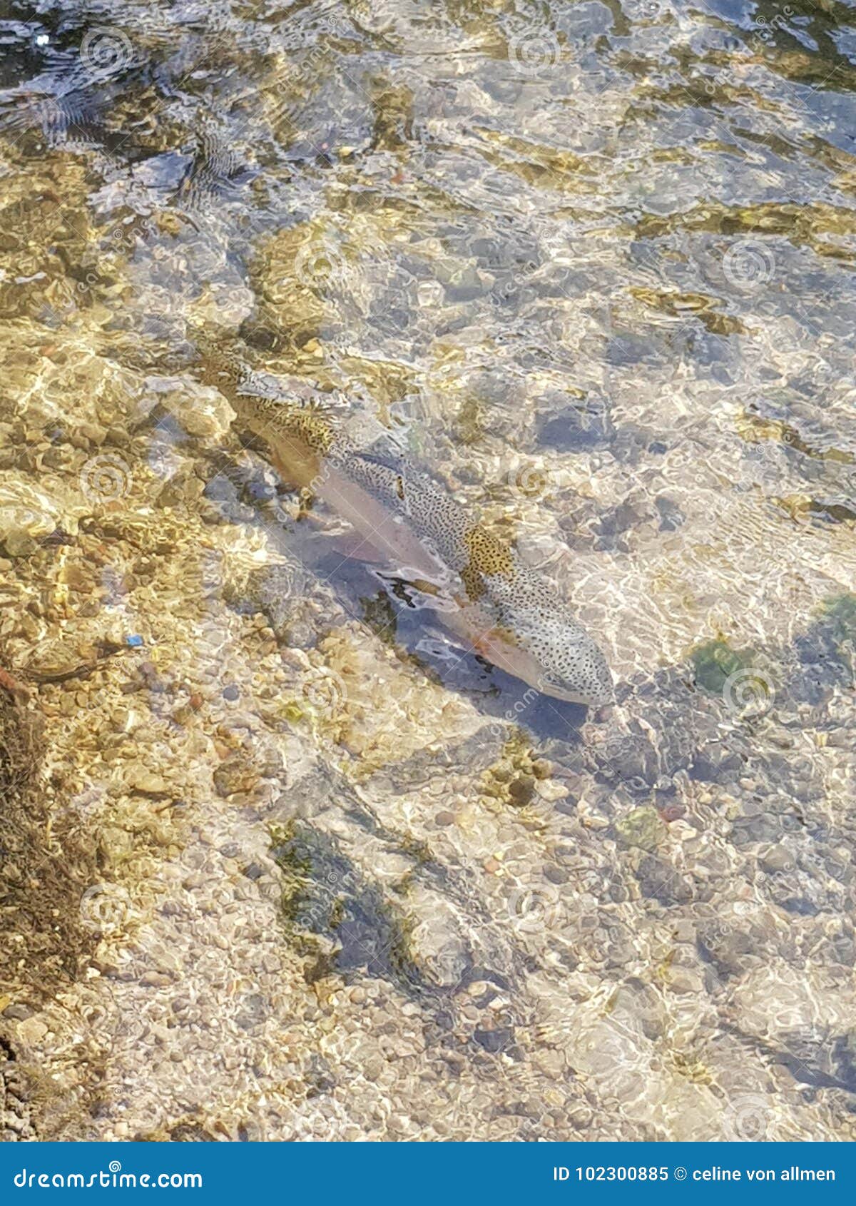 Fish in the clear water stock image. Image of beautyful - 102300885