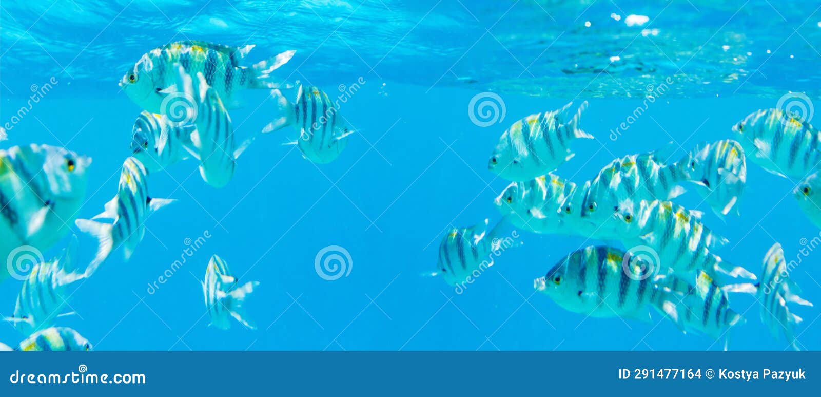 Fish in Clear Water Swim Under the Surface of the Water Stock Photo ...