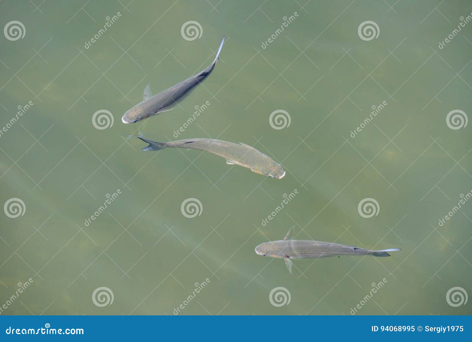 Fish in the Clear Water, Top View Stock Image - Image of herd ...