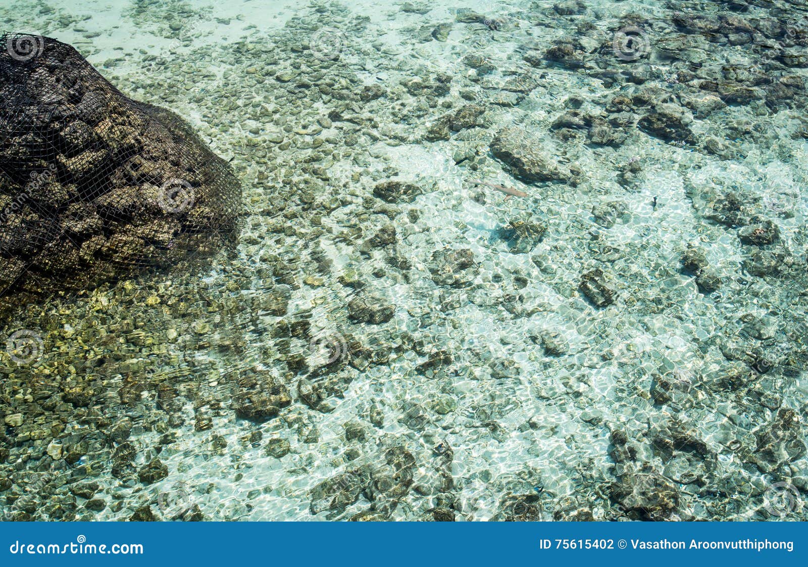 Fish in the clearly sea stock photo. Image of marine - 75615402
