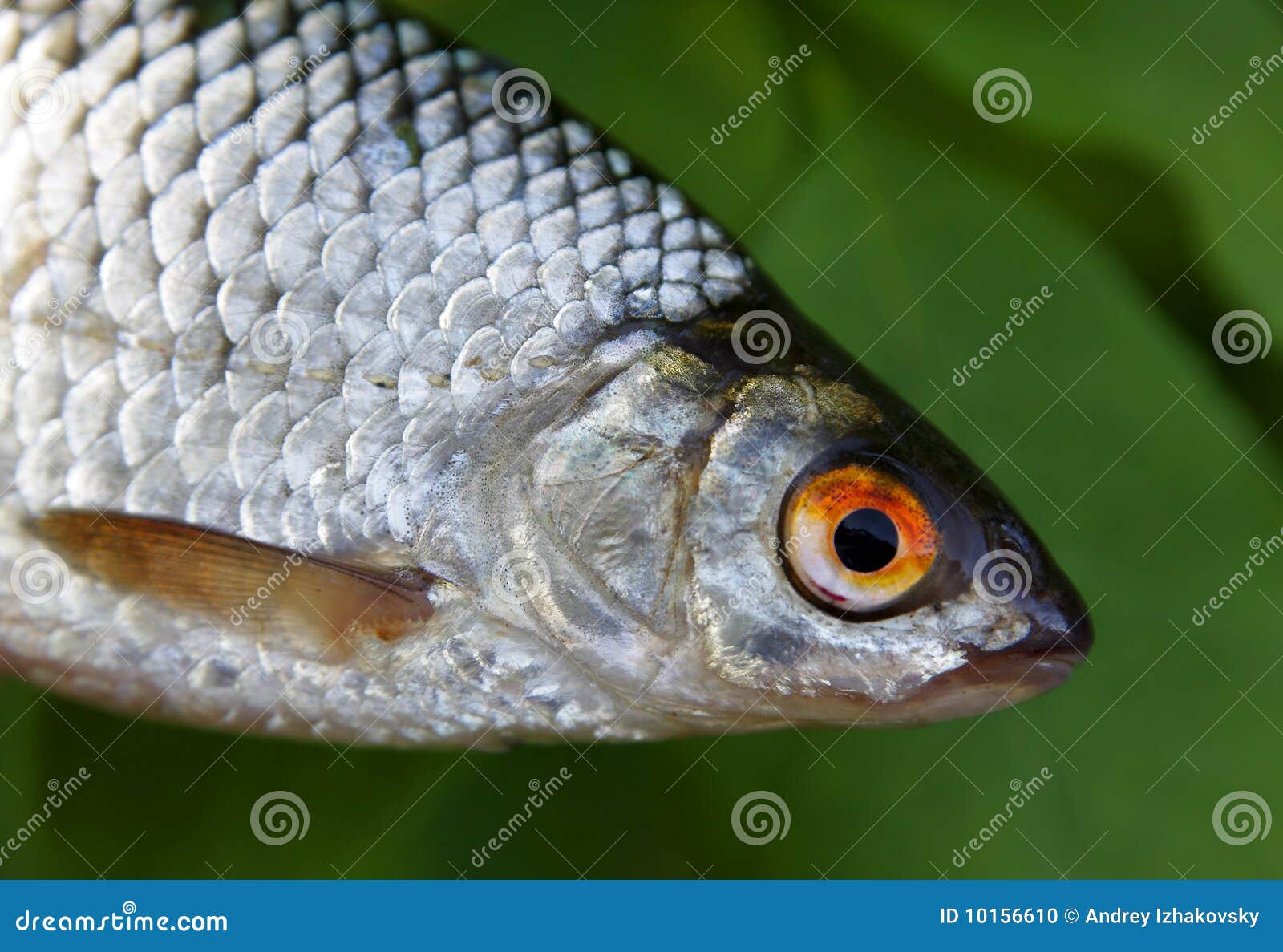 Fish close-up stock photo. Image of fresh, silvery, background - 10156610