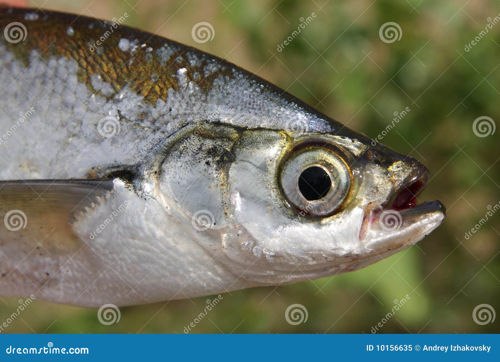Fish close-up stock image. Image of close, fresh, river - 10156635