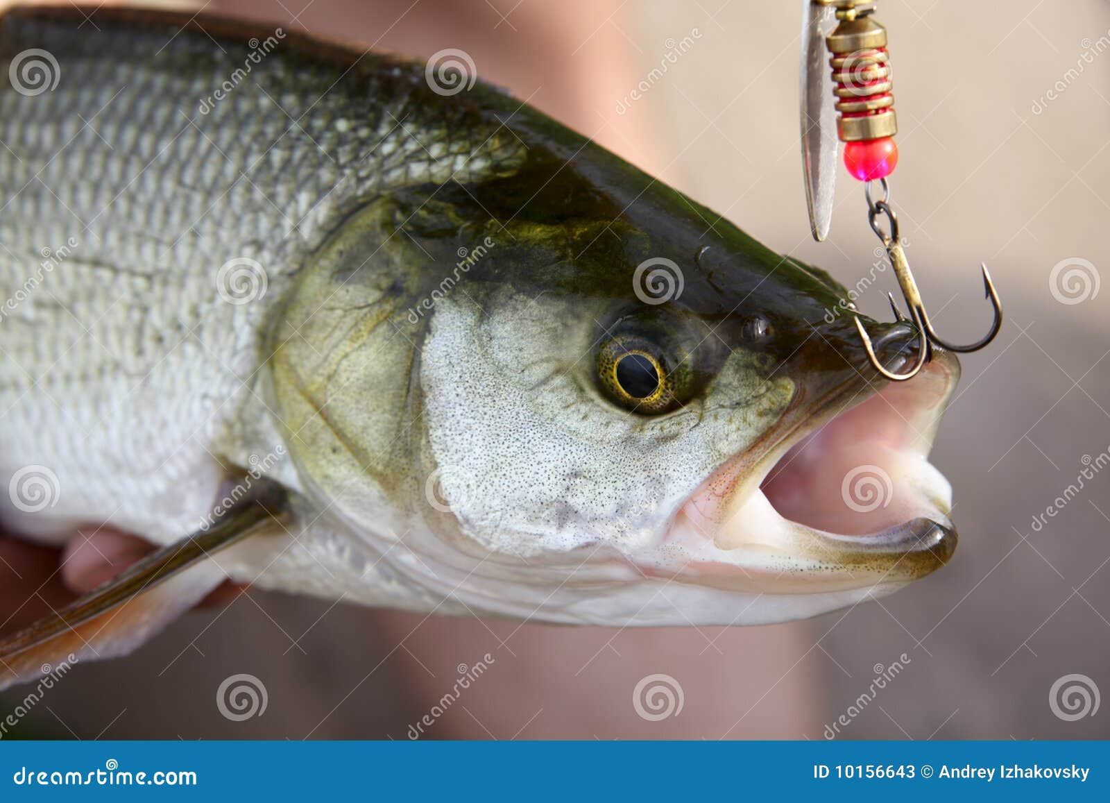 Fish close-up stock image. Image of head, rest, trophy - 10156643