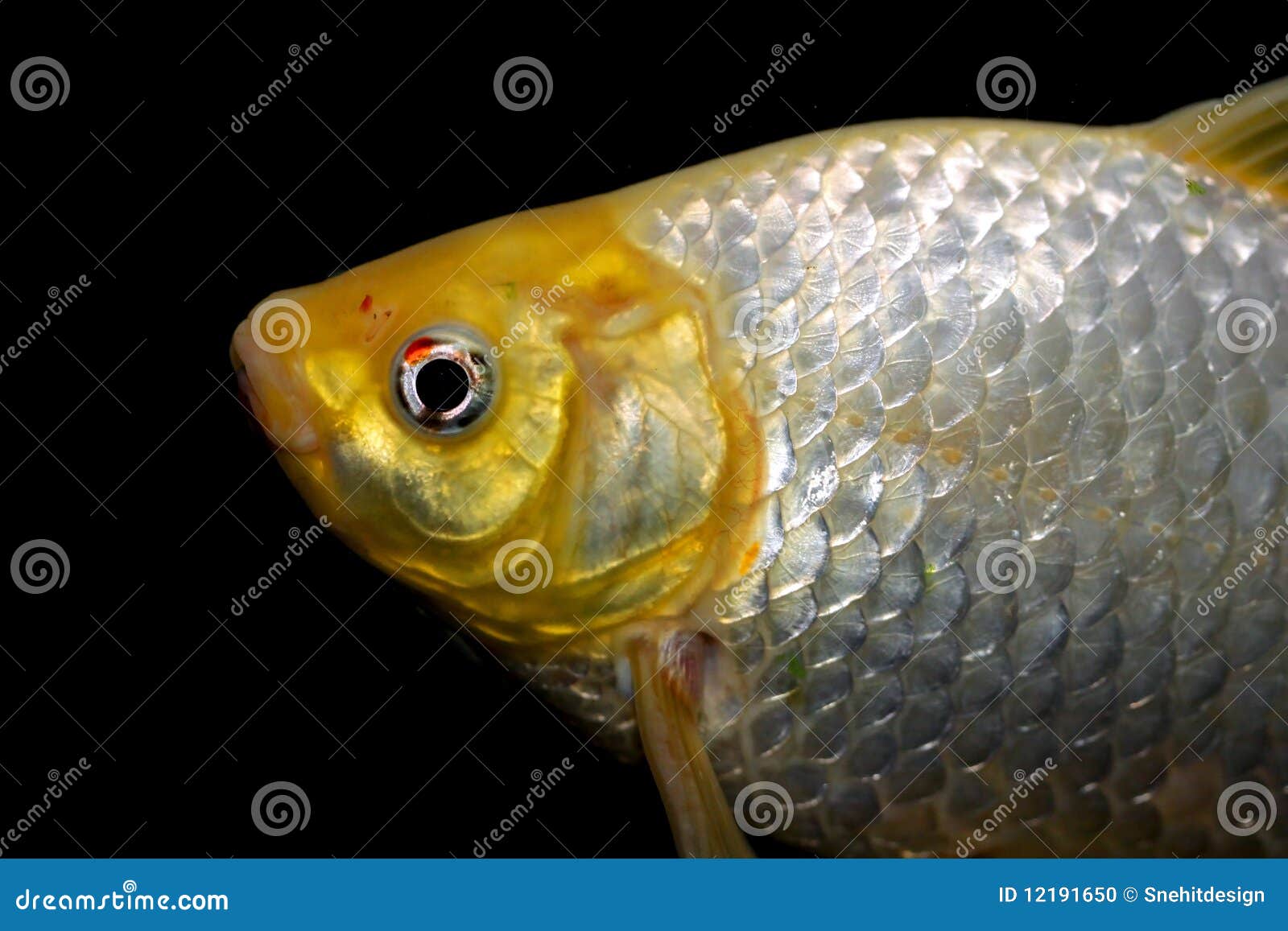 Fish close up stock photo. Image of diving, marine, fish - 12191650