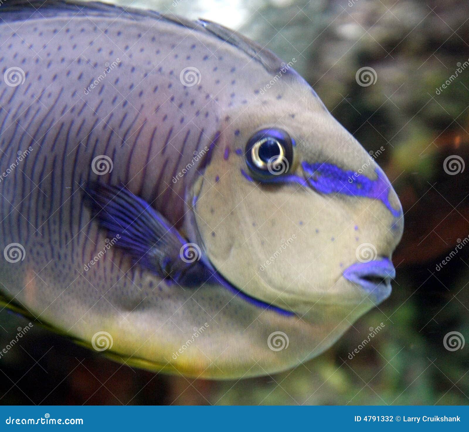 Fish close-up stock photo. Image of aquarium, bright, ocean - 4791332