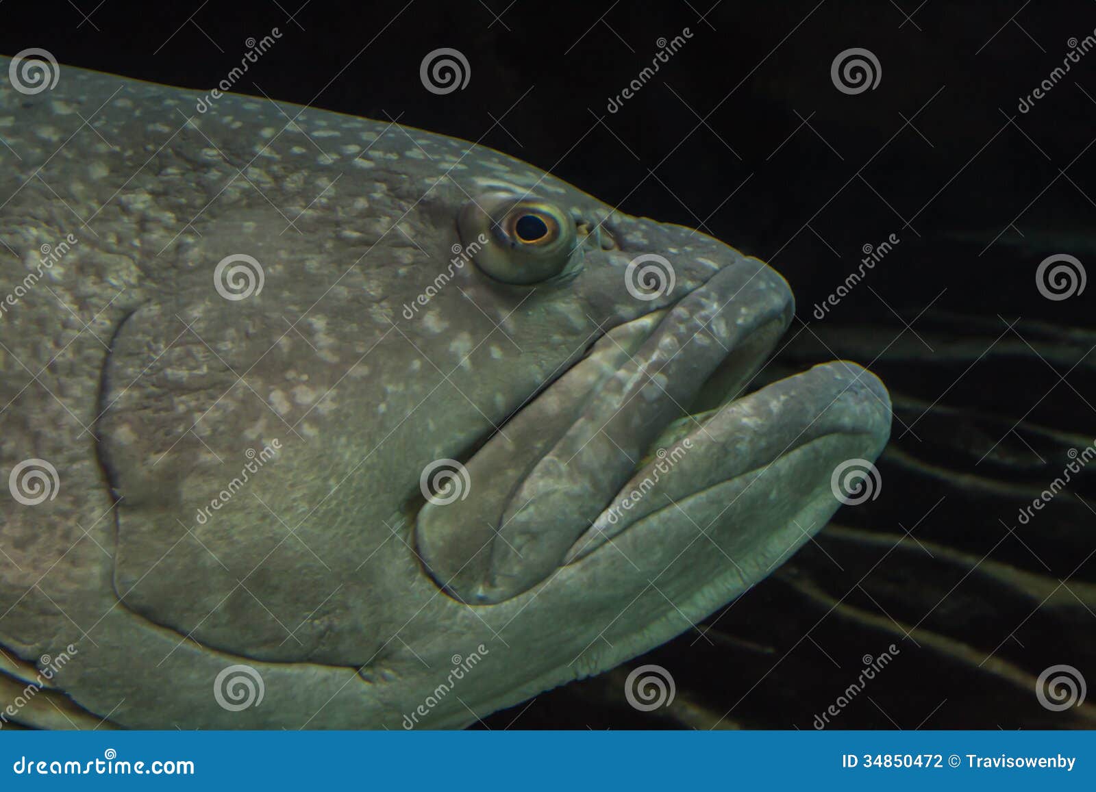 Fish close up stock photo. Image of ocean, beautiful - 34850472