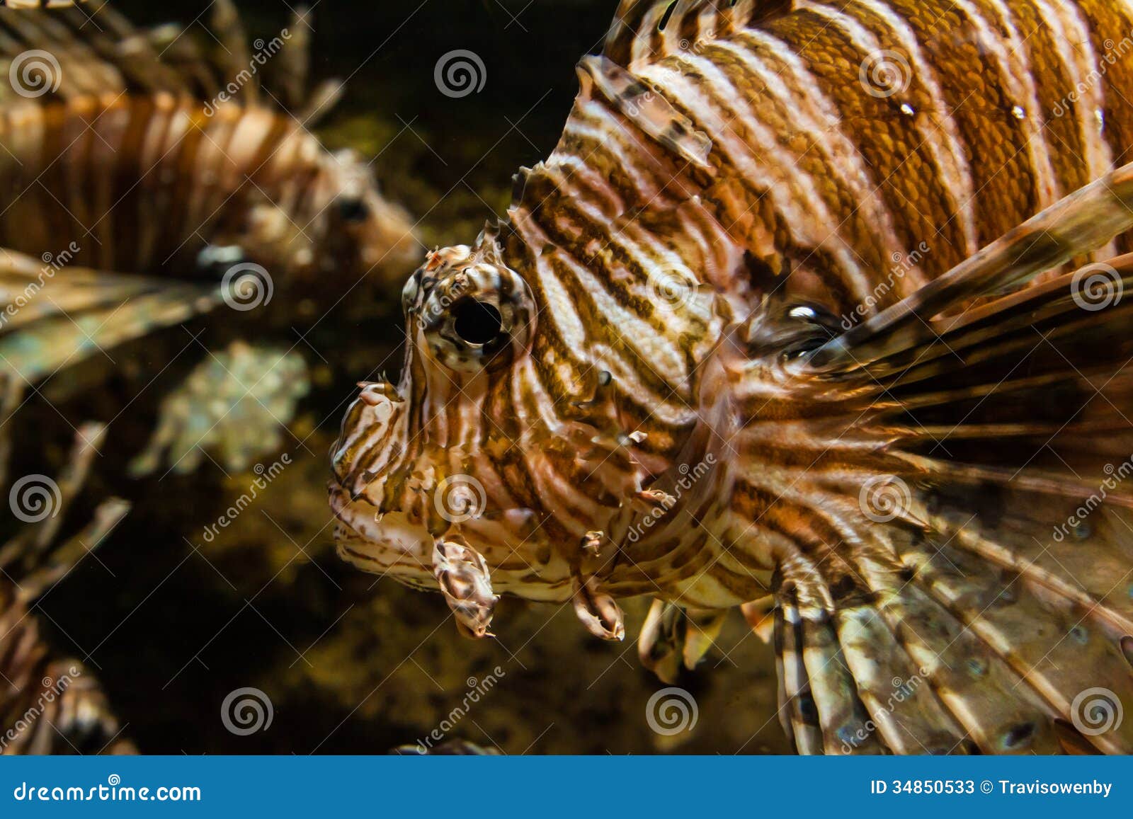 Fish close up stock image. Image of habitat, aquarium - 34850533