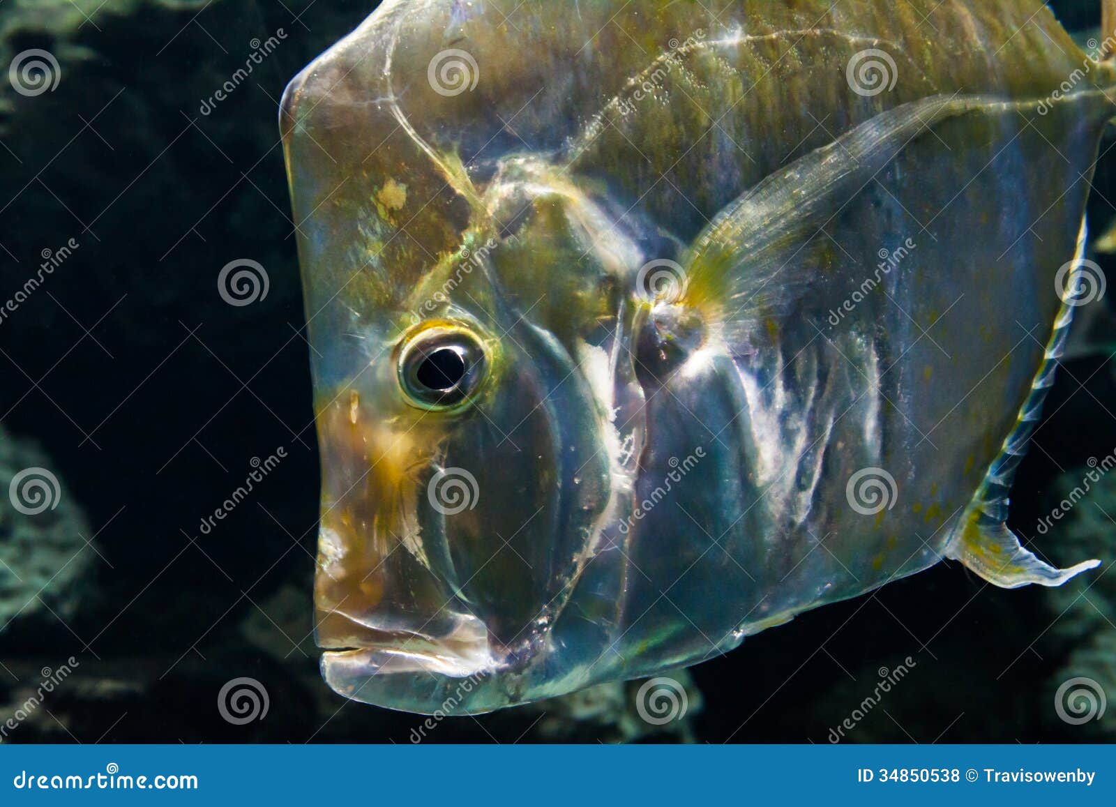 Fish close up stock photo. Image of background, saltwater - 34850538
