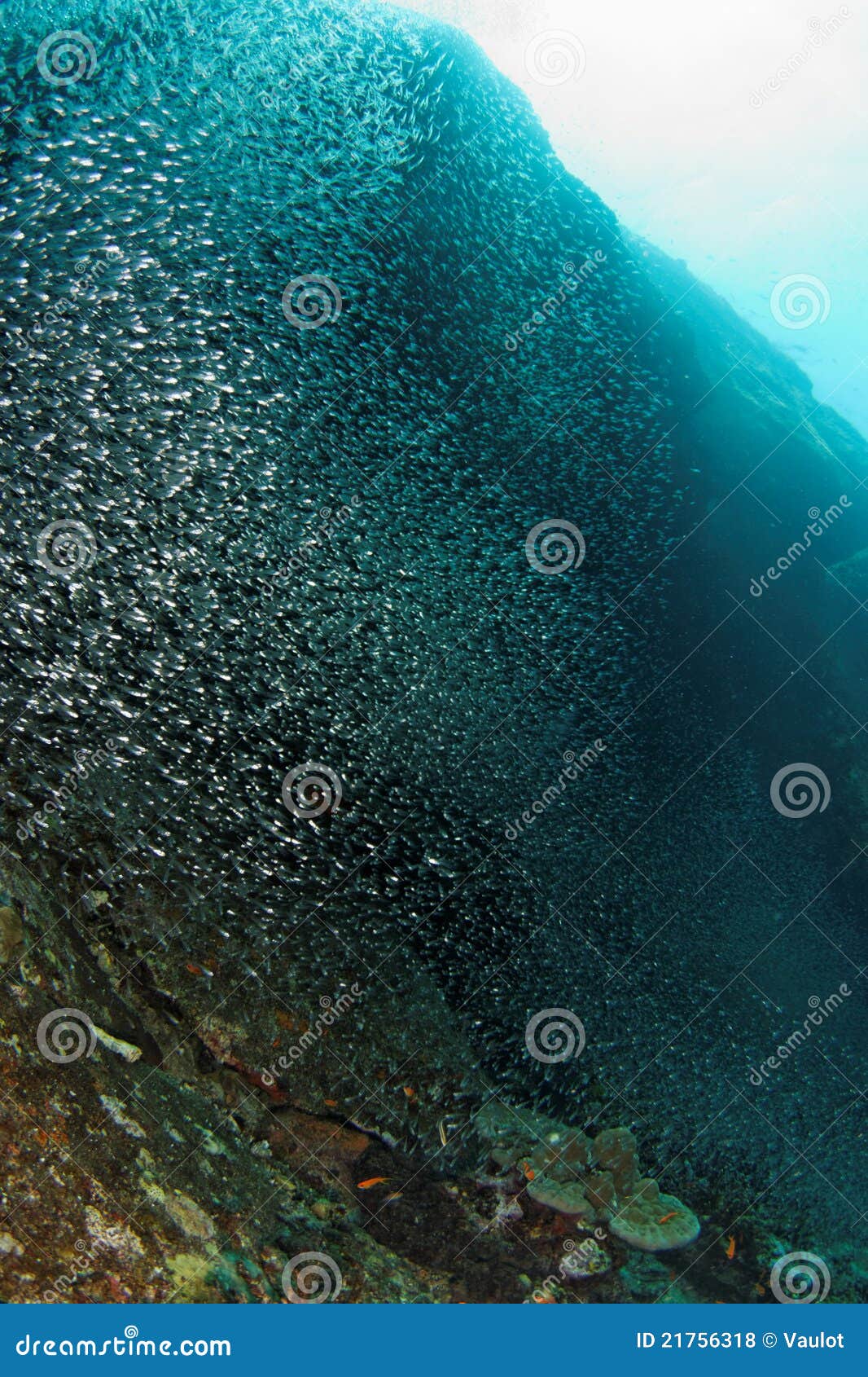 Fish cloud - Andaman Sea stock photo. Image of atoll - 21756318