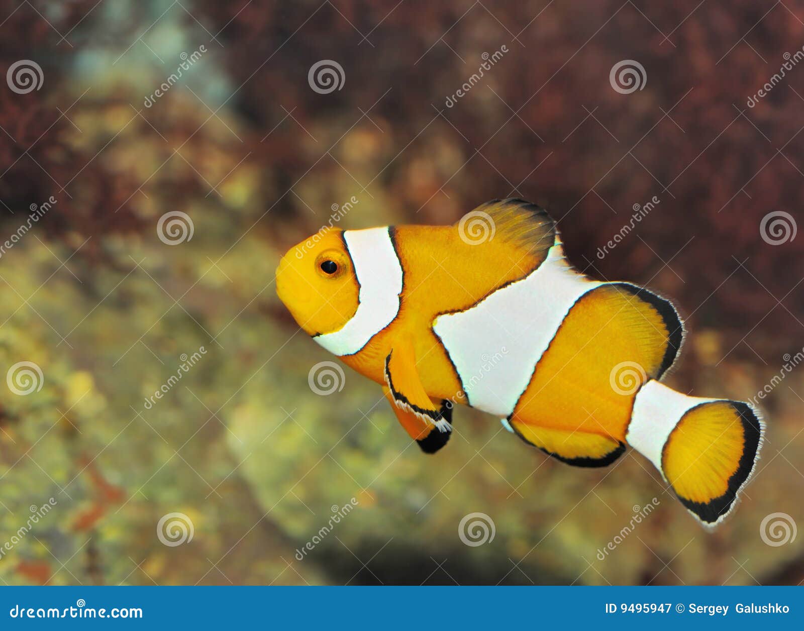 Fish - the clown stock image. Image of clownfish, macro - 9495947