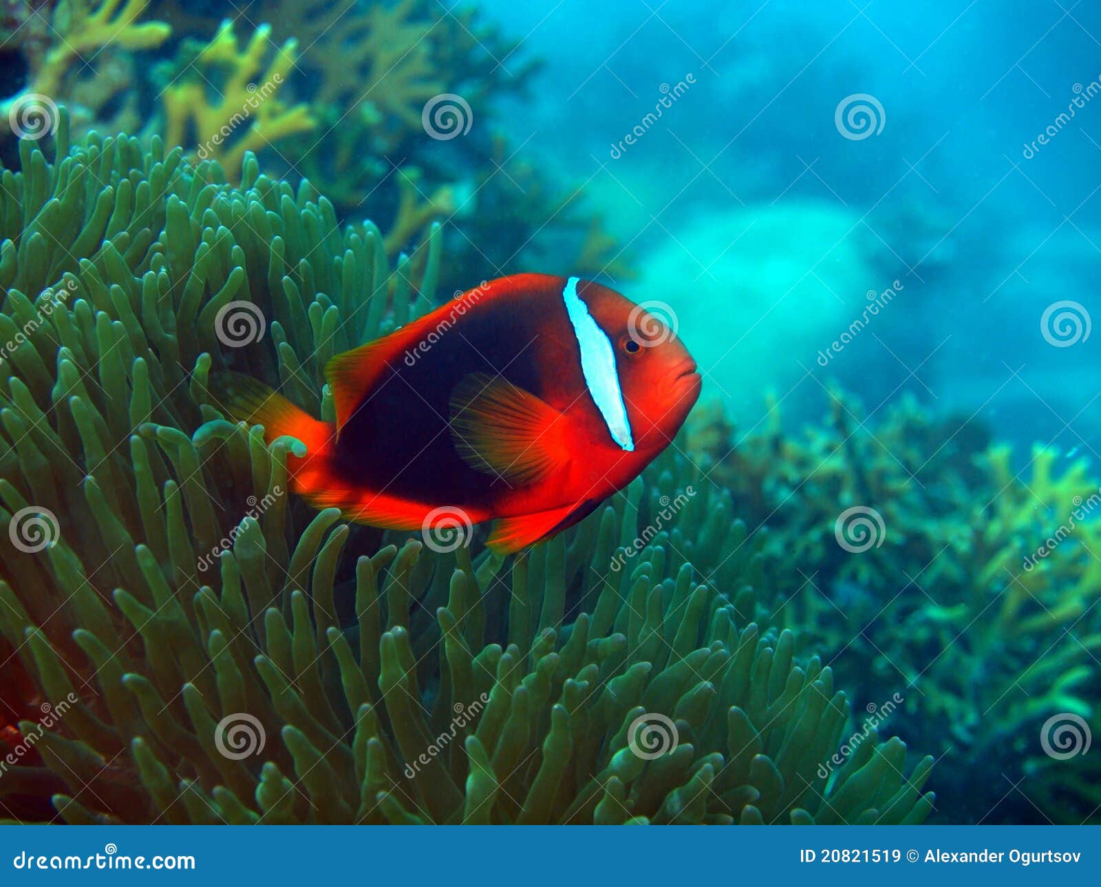 The Fish-clown Protects Anemone Stock Image - Image of animals, nature ...