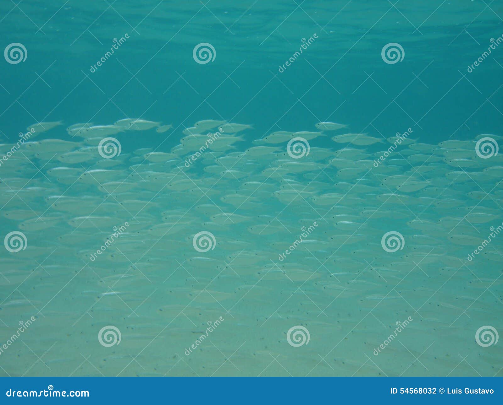 Fish stock photo. Image of cluster, beach, sealife, life - 54568032