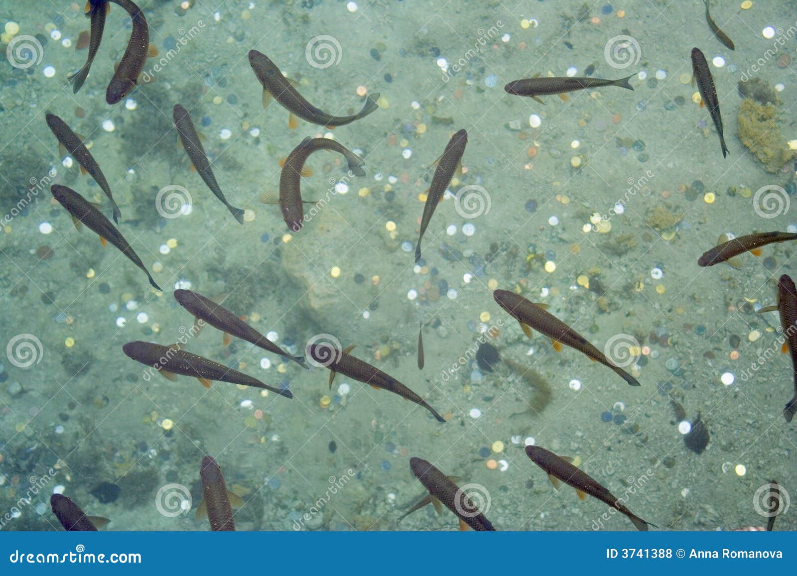 Fish And Coins Picture. Image: 3741388