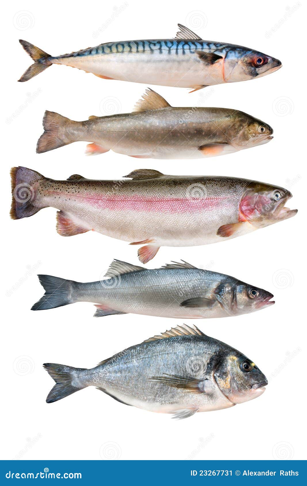 Fish collection stock image. Image of labrax, fishing - 23267731