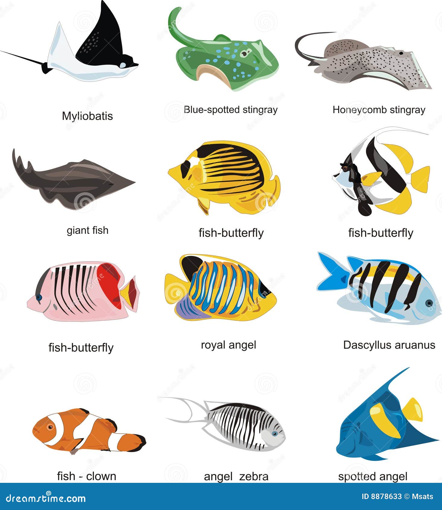 Fish collection stock vector. Illustration of nature, group - 8878633