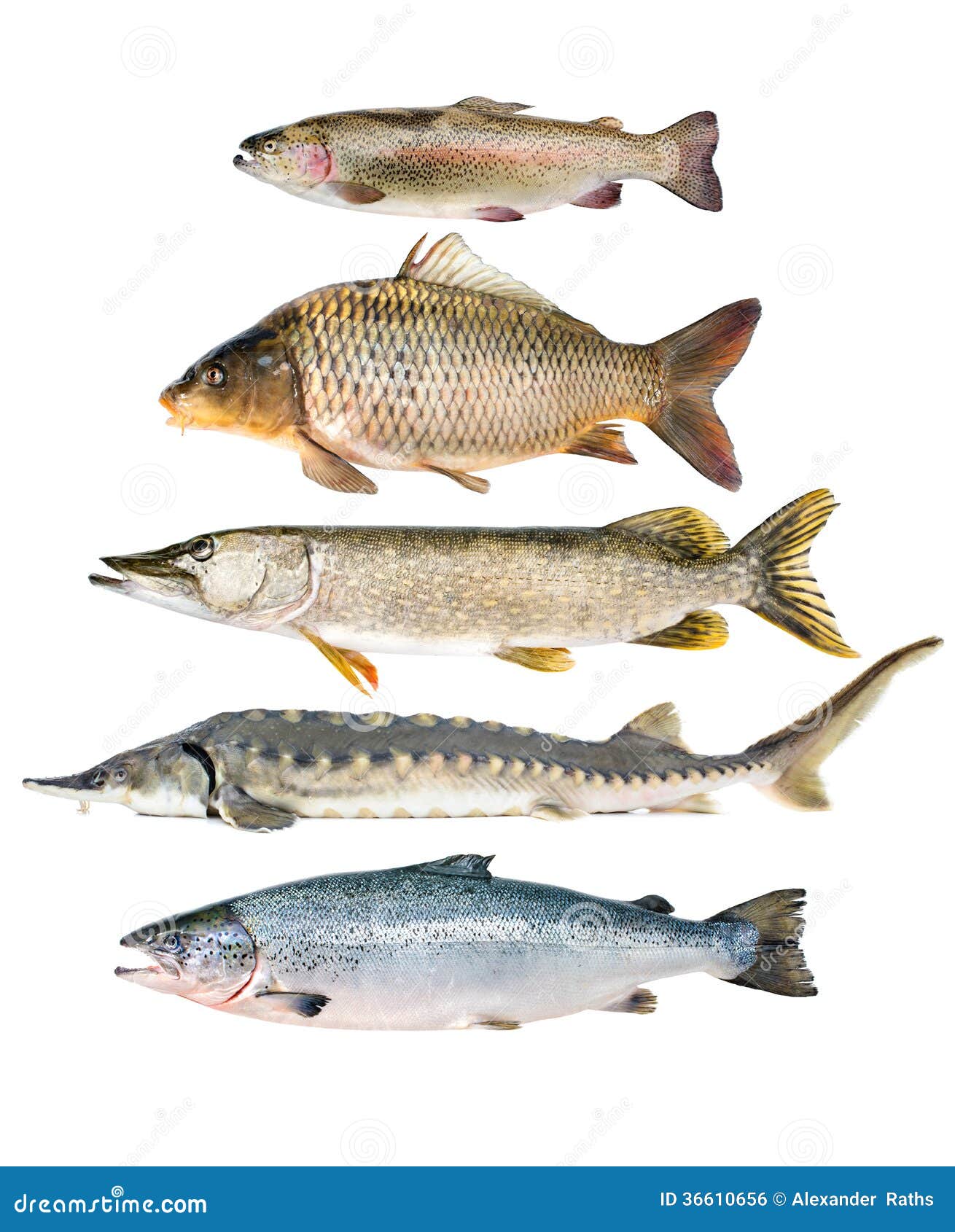 Fish collection stock photo. Image of carp, pikeperch - 36610656