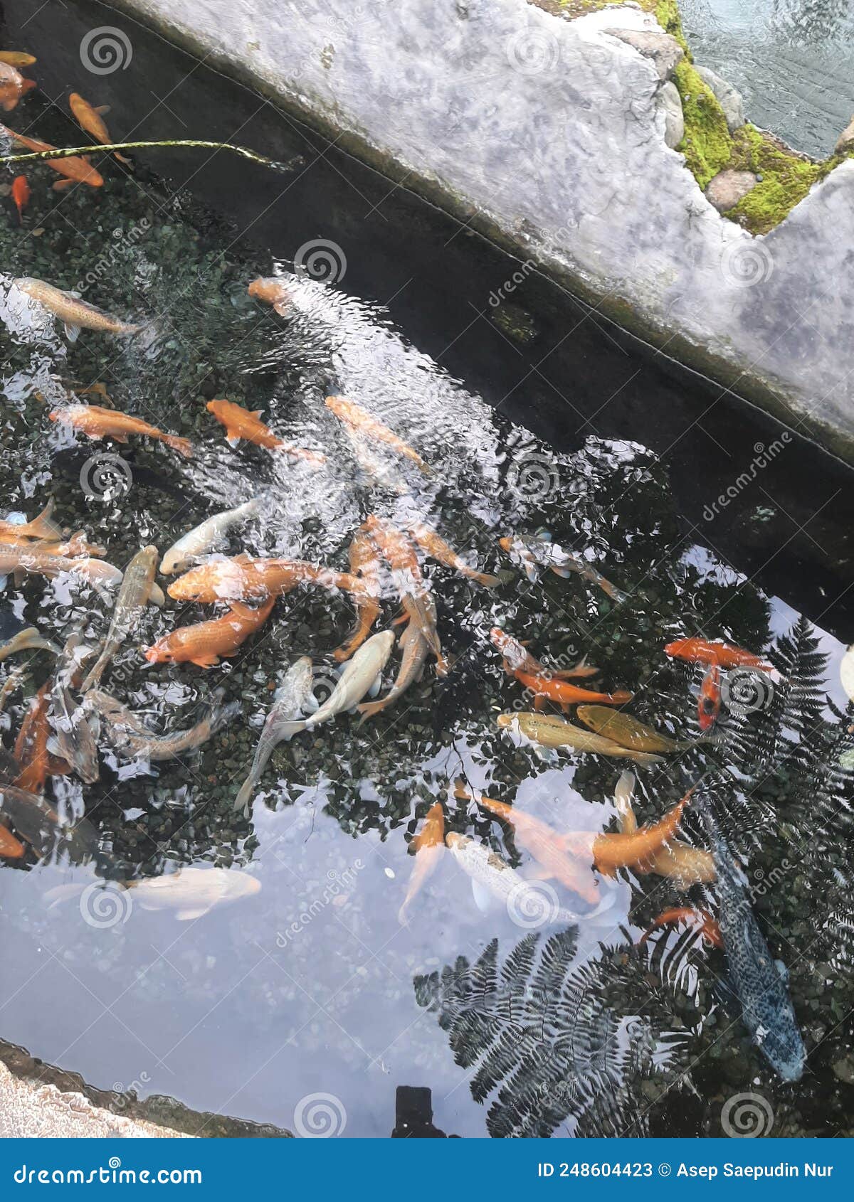 Fish colony at clean water stock image. Image of water - 248604423