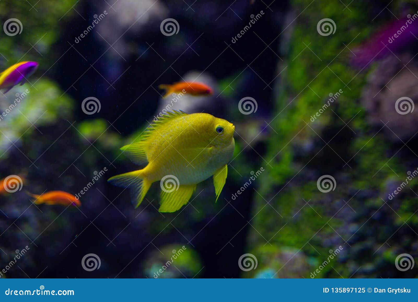 Fish Color Surgeon Reflection Floating in the Aquarium Stock Image ...