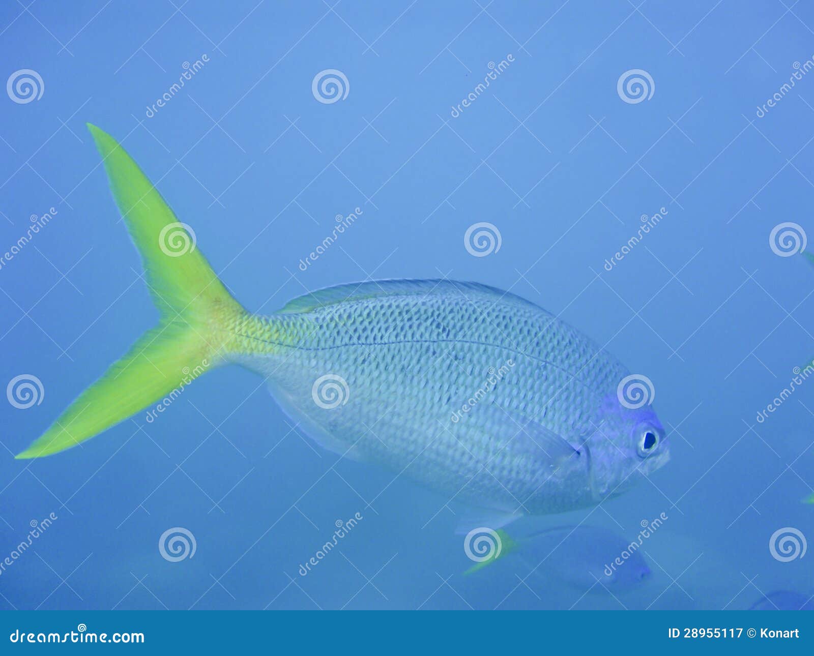 Fish with Colorful Fin Swimming Stock Image - Image of pacific, marine ...
