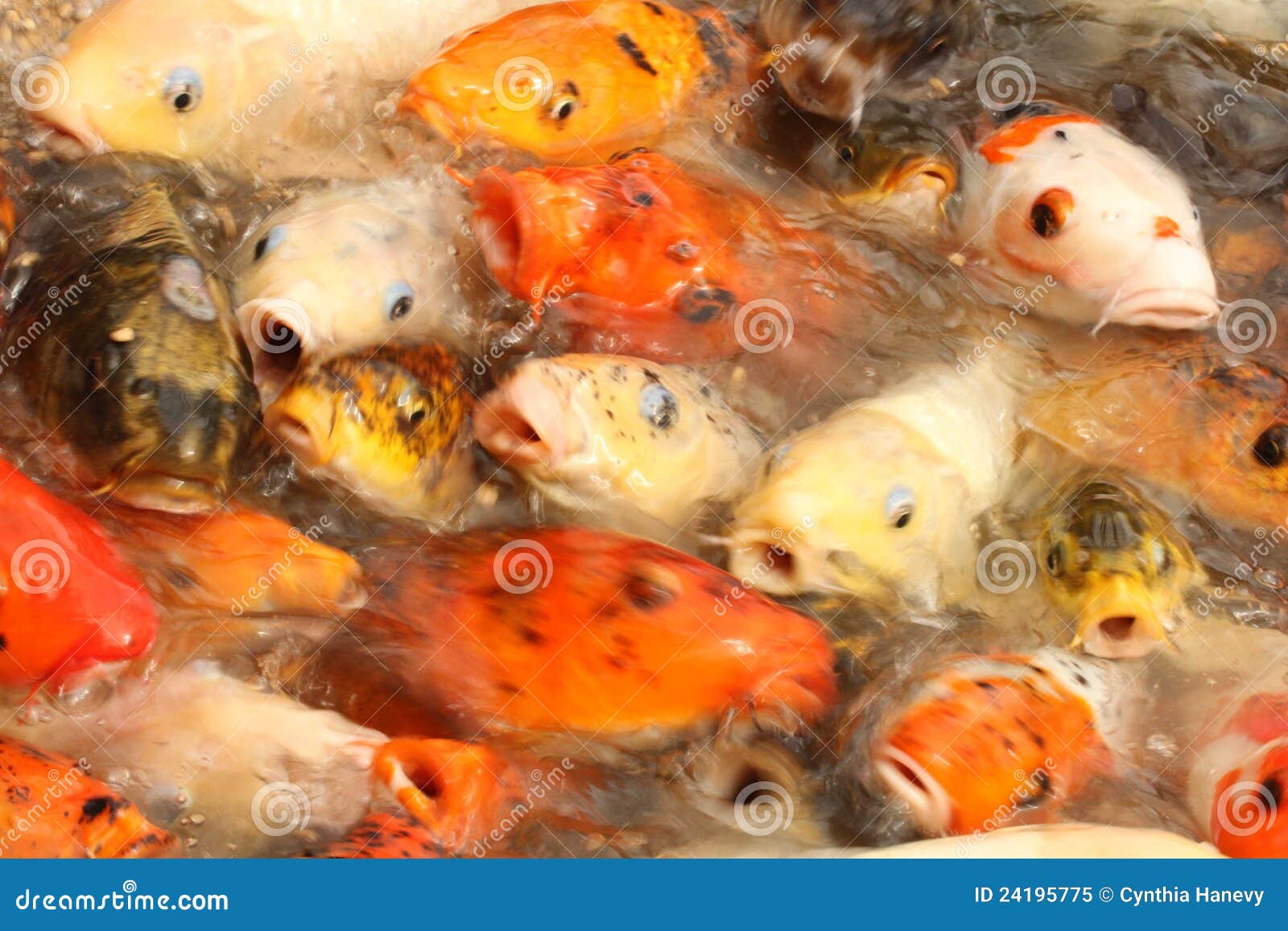 Fish competing for food stock image. Image of water, fish - 24195775